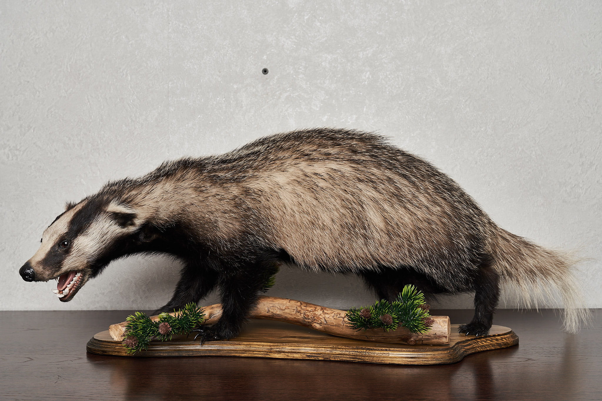EURASIAN BADGER TAXIDERMY MOUNT - MOUNTED, STUFFED ANIMALS FOR SALE ...