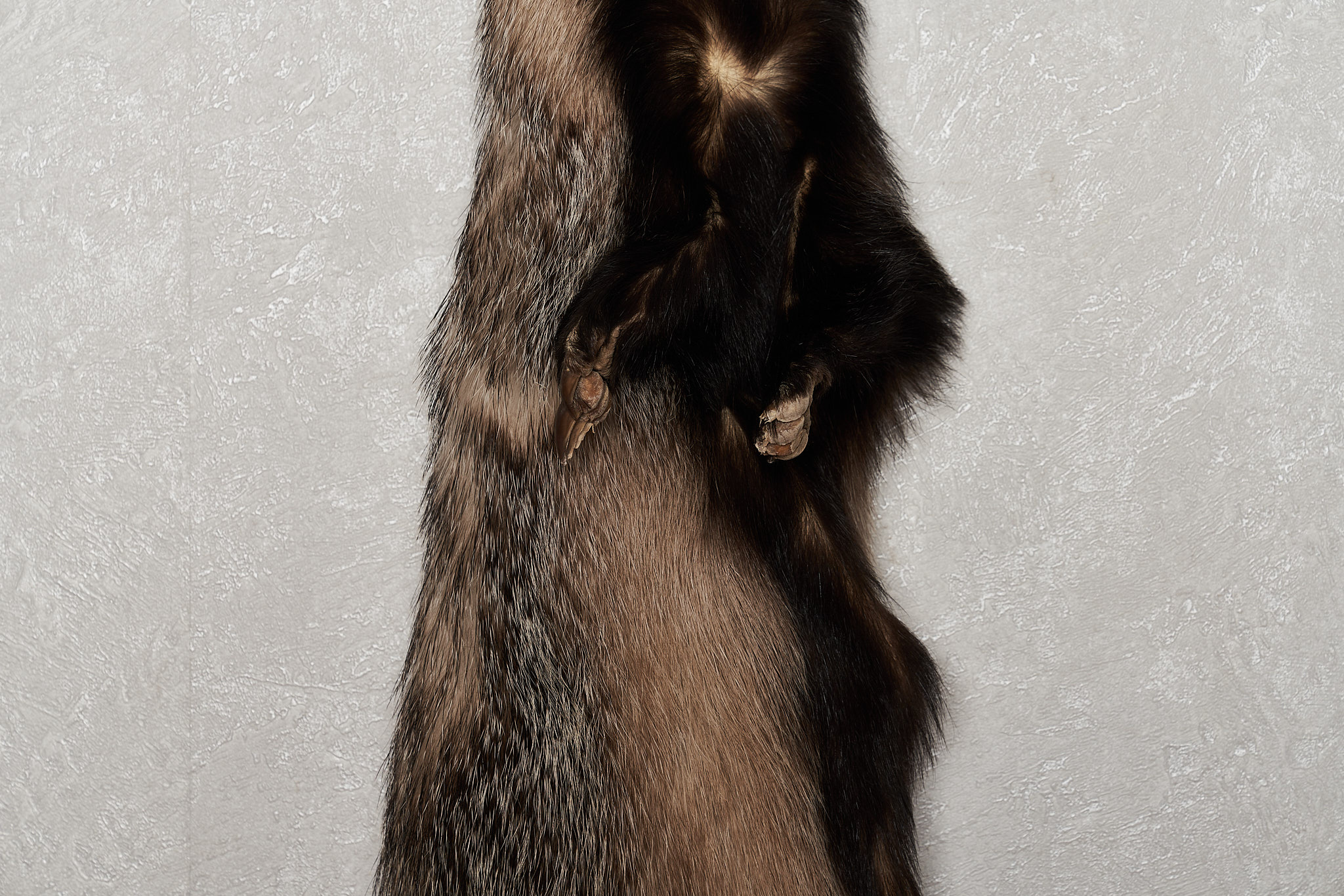 EURASIAN BADGER TANNED FUR PELT - SKIN, HIDE FOR SALE - REAL, DECOR ...