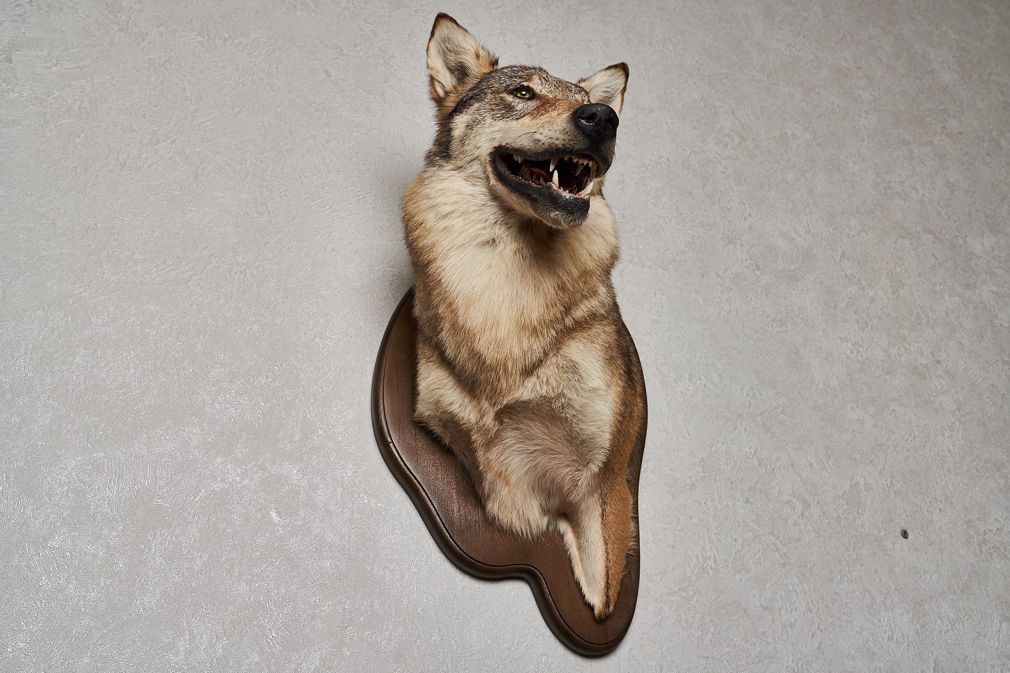 SIBERIAN GRAY WOLF TAXIDERMY HEAD SHOULDER MOUNT - GREY WOLF MOUNTED ...
