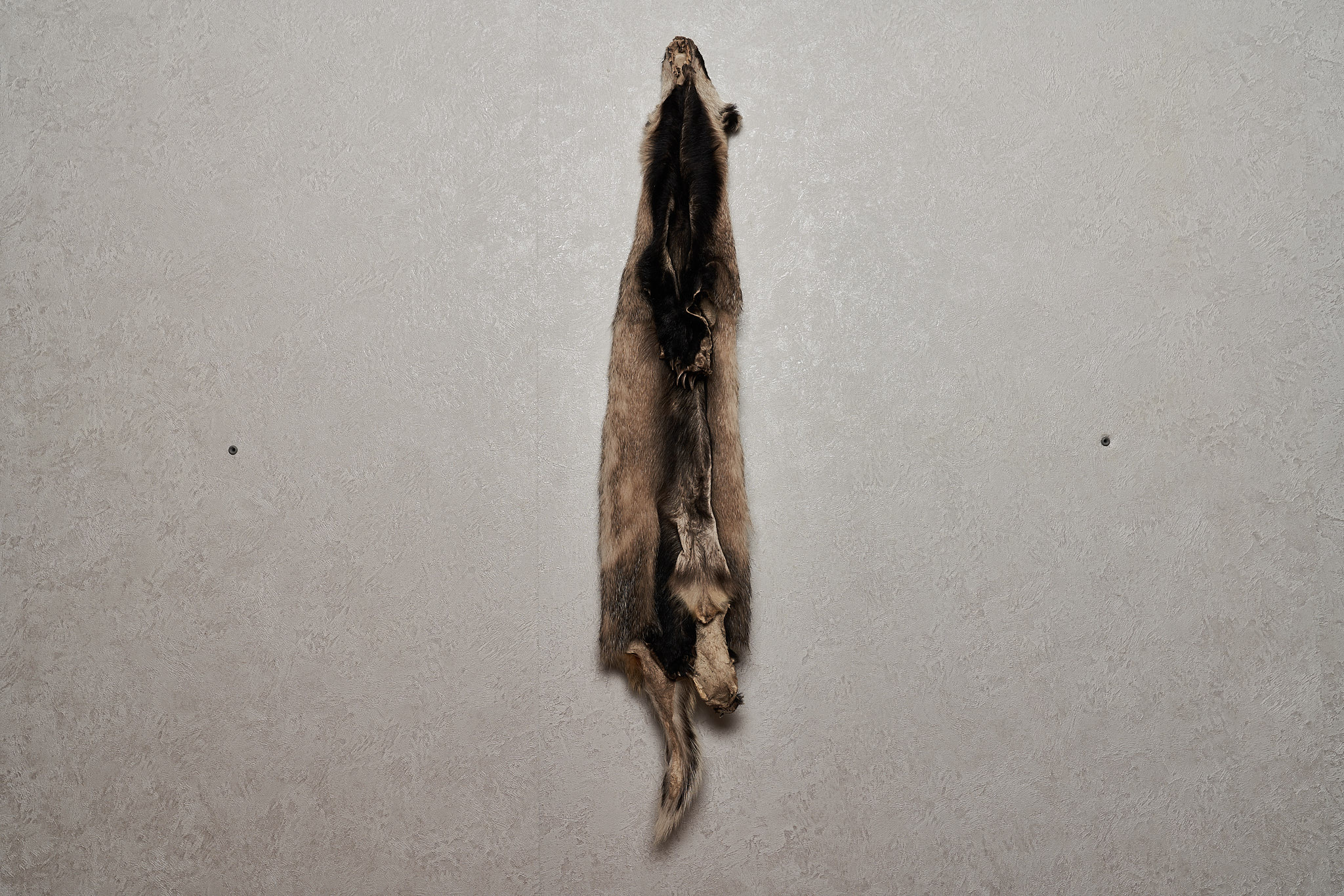 EURASIAN BADGER TANNED FUR PELT - SKIN, HIDE FOR SALE - REAL, DECOR ...