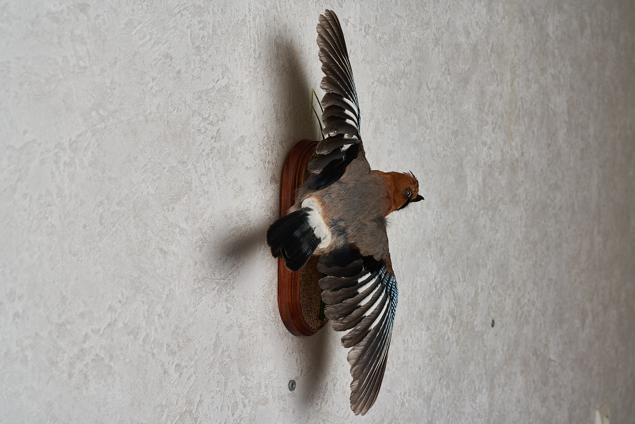 EURASIAN JAY TAXIDERMY BIRD MOUNT - CROW FAMILY MOUNTED, STUFFED BIRDS ...