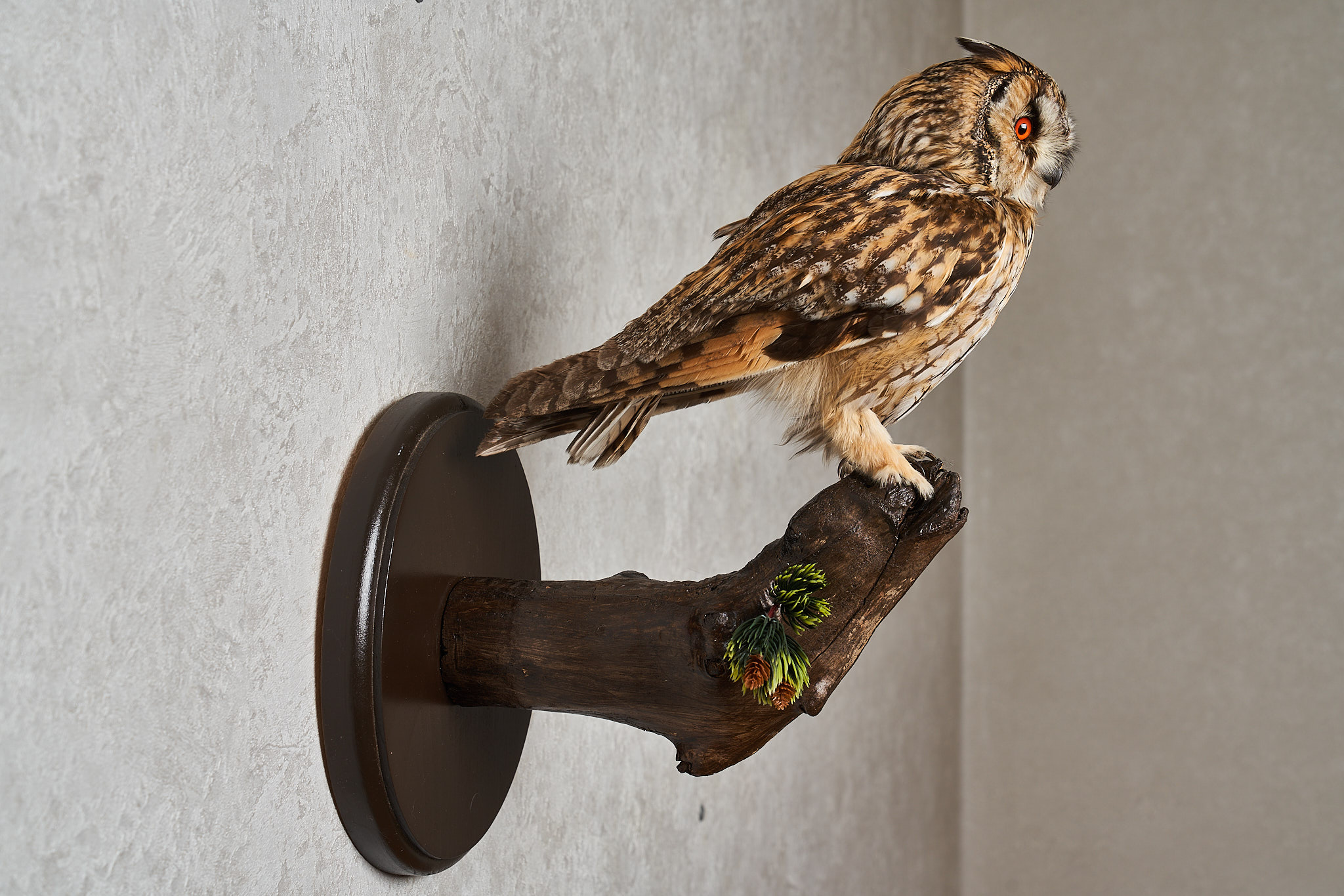 LONG-EARED OWL TAXIDERMY BIRD MOUNT - MOUNTED, STUFFED BIRDS FOR SALE ...