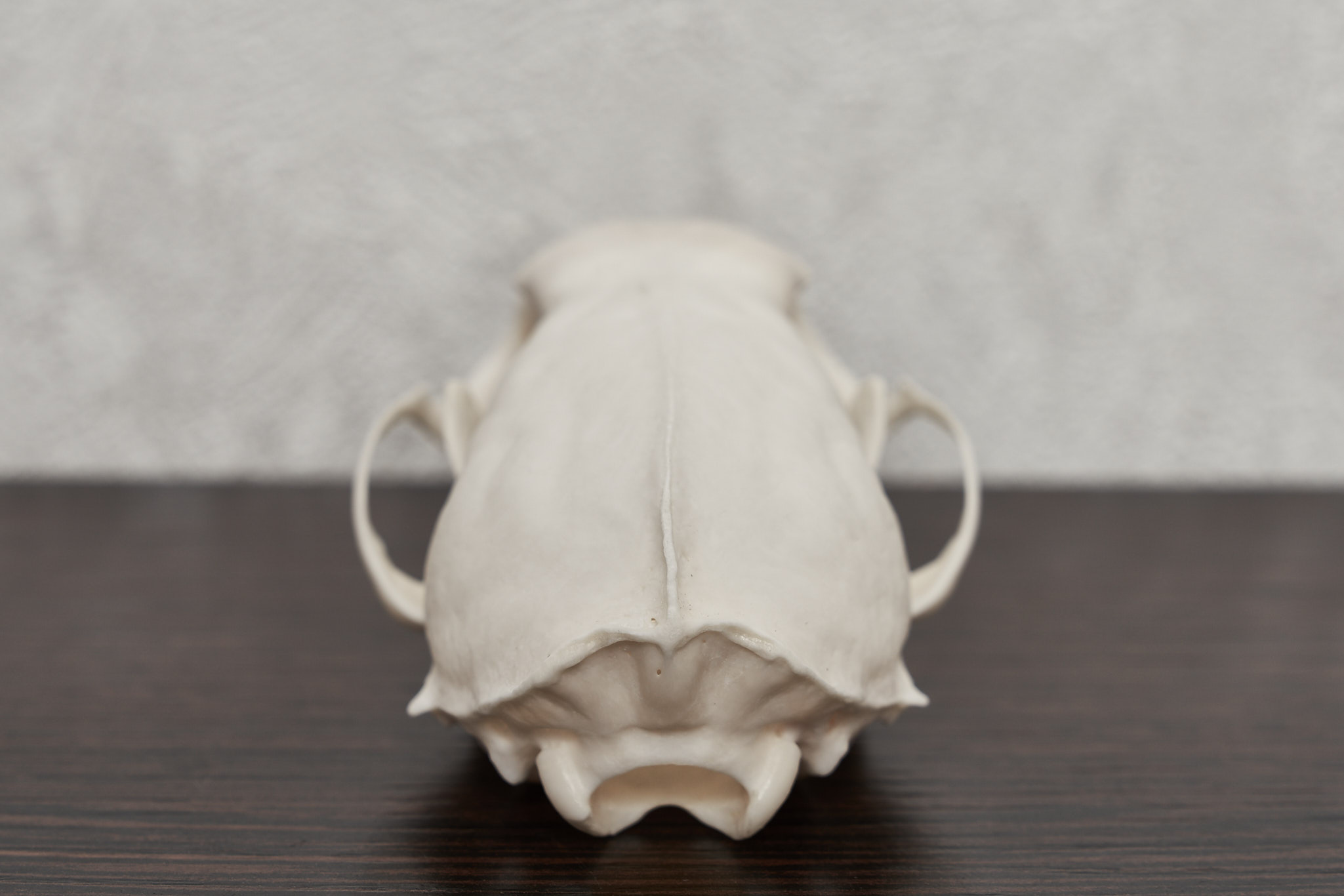 PINE MARTEN TAXIDERMY SKULL - FISHER CLEANED SKULL, JAWS, BONES ...