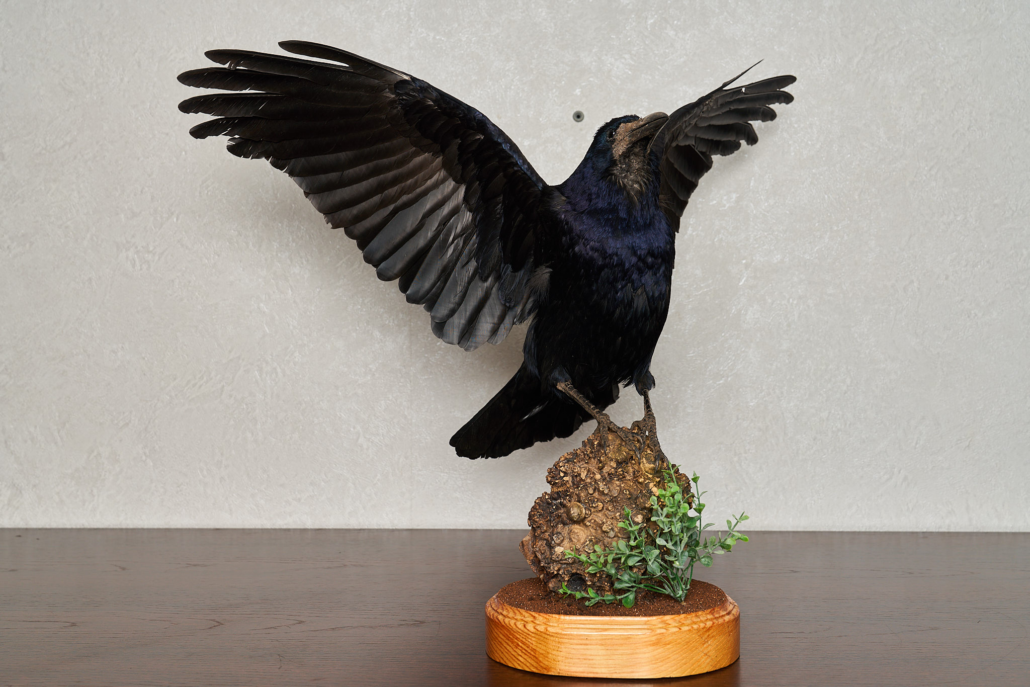 ROOK TAXIDERMY BIRD MOUNT - CROW FAMILY MOUNTED, STUFFED BIRDS FOR SALE ...