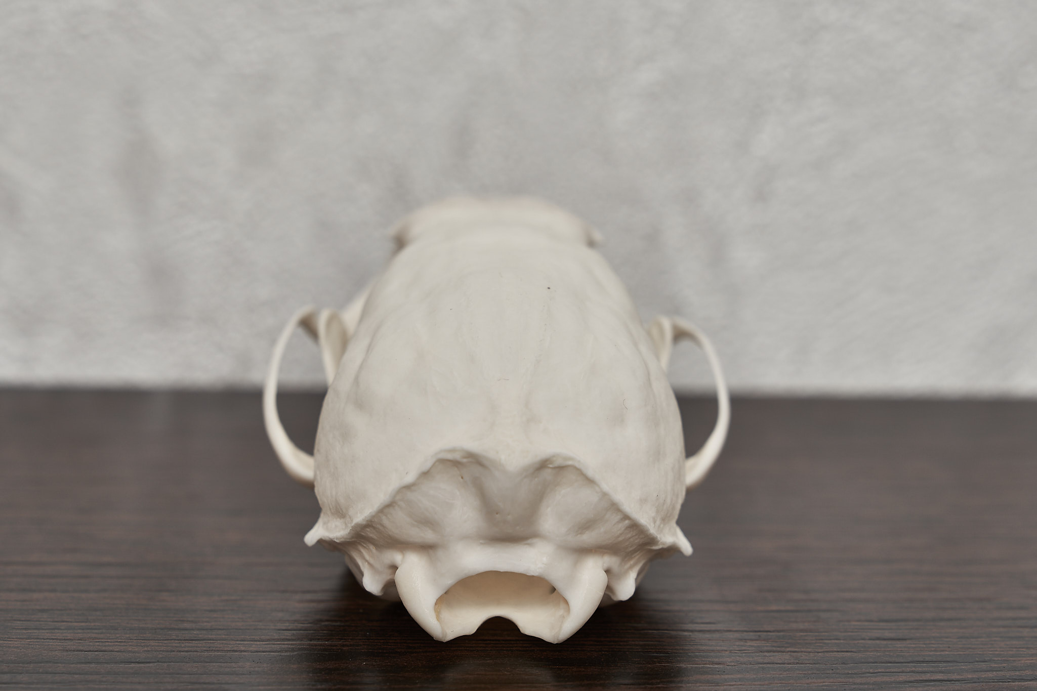 PINE MARTEN TAXIDERMY SKULL - FISHER CLEANED SKULL, JAWS, BONES ...