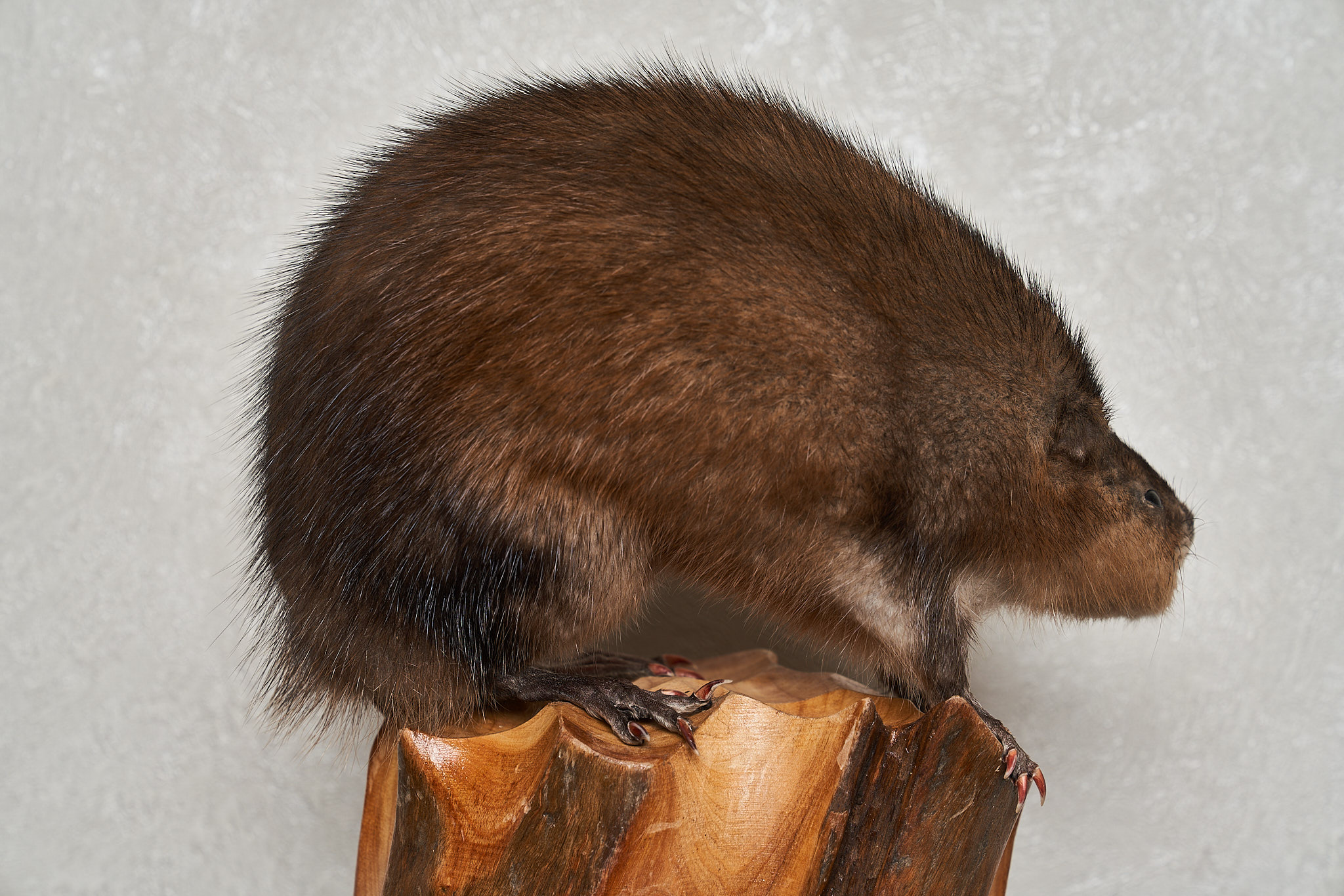 SMALL BEAVER TAXIDERMY MOUNT - MOUNTED, STUFFED ANIMALS FOR SALE - REAL ...