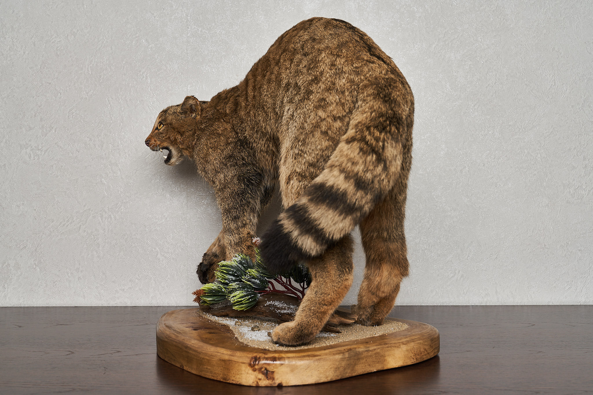 WILDCAT TAXIDERMY MOUNT - LIKE BOBCAT MOUNTED, STUFFED ANIMALS FOR SALE ...