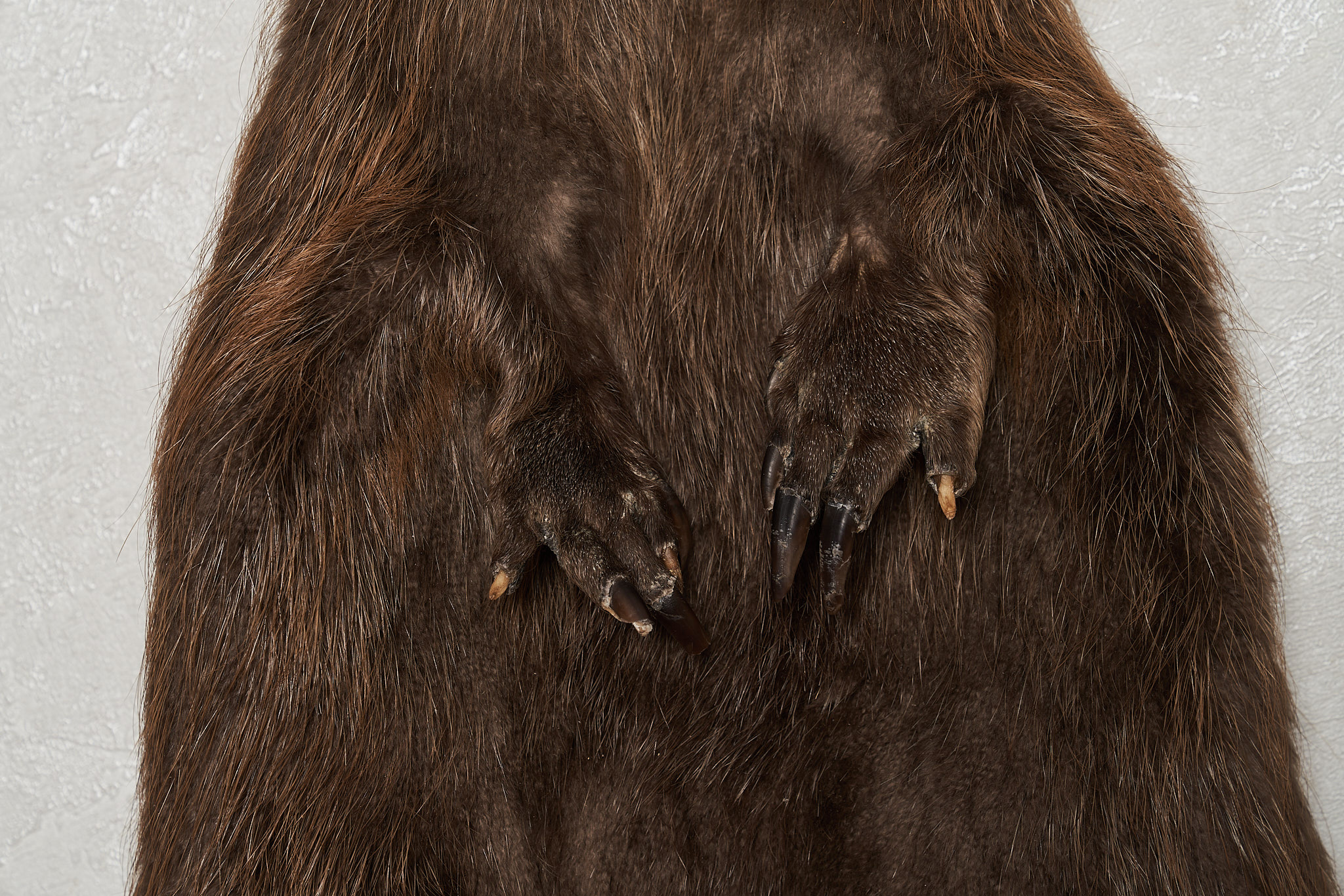 EURASIAN BEAVER TAXIDERMY TANNED FUR PELT - SKIN, HIDE FOR SALE - REAL ...