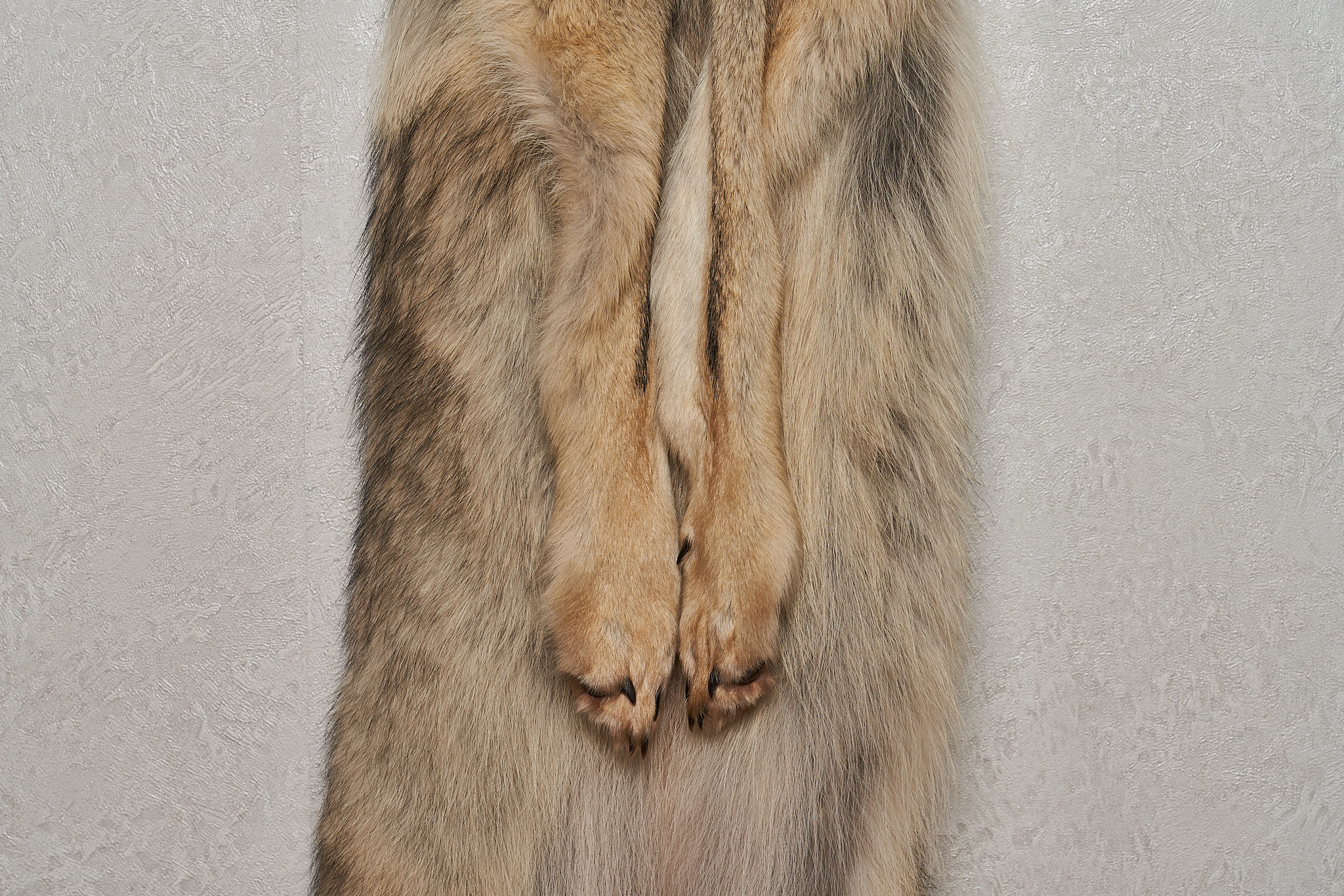 SIBERIAN GRAY WOLF TANNED FUR PELT - GREY WOLF SKIN, HIDE FOR SALE ...