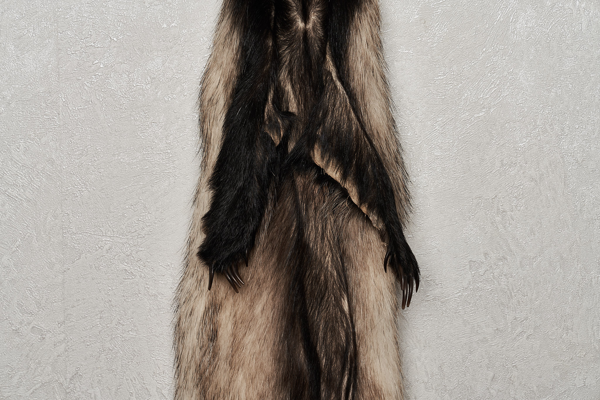 EURASIAN BADGER TAXIDERMY TANNED FUR PELT - SKIN, HIDE FOR SALE - REAL ...