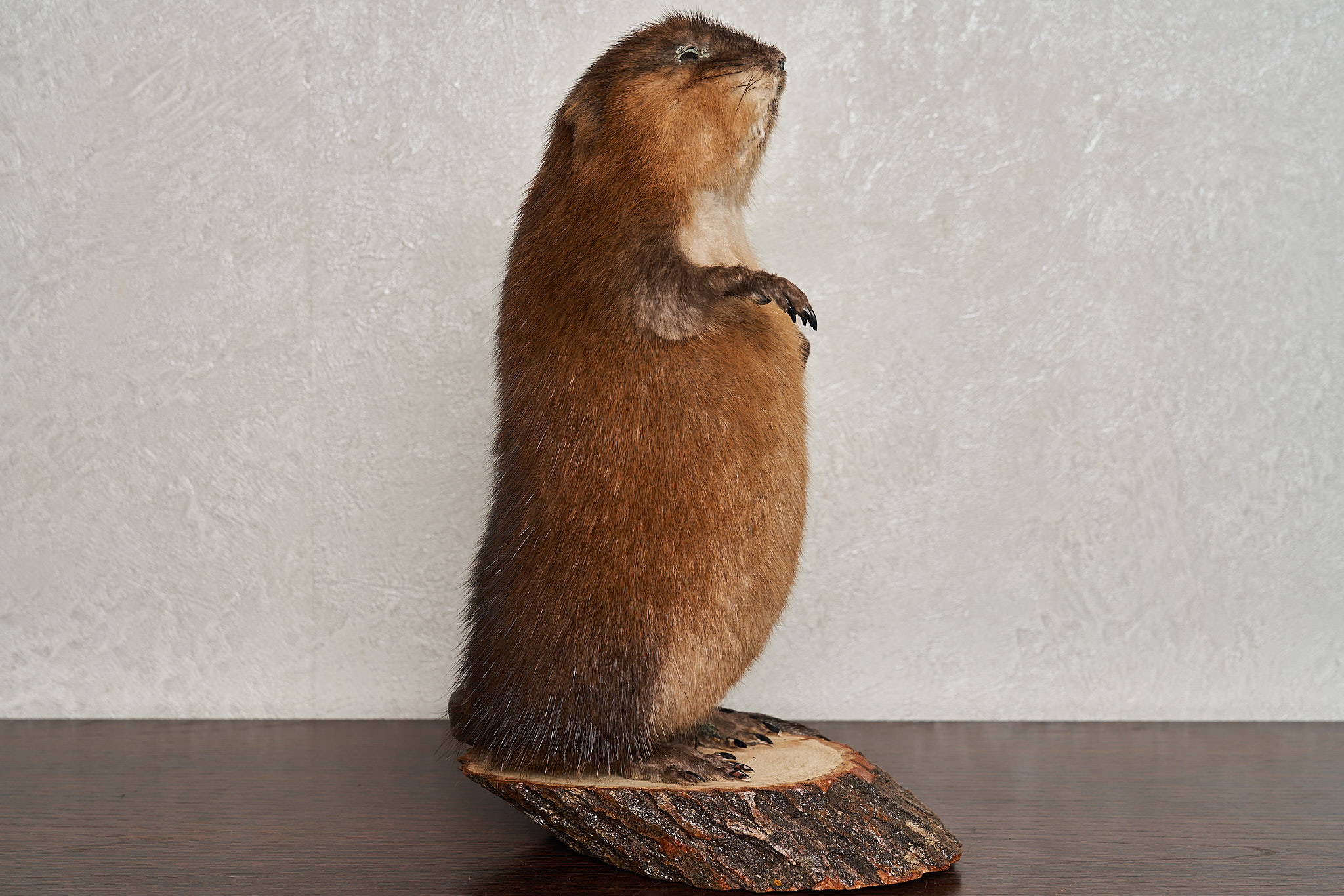 SMALL BEAVER TAXIDERMY MOUNT - MOUNTED, STUFFED ANIMALS FOR SALE - REAL ...