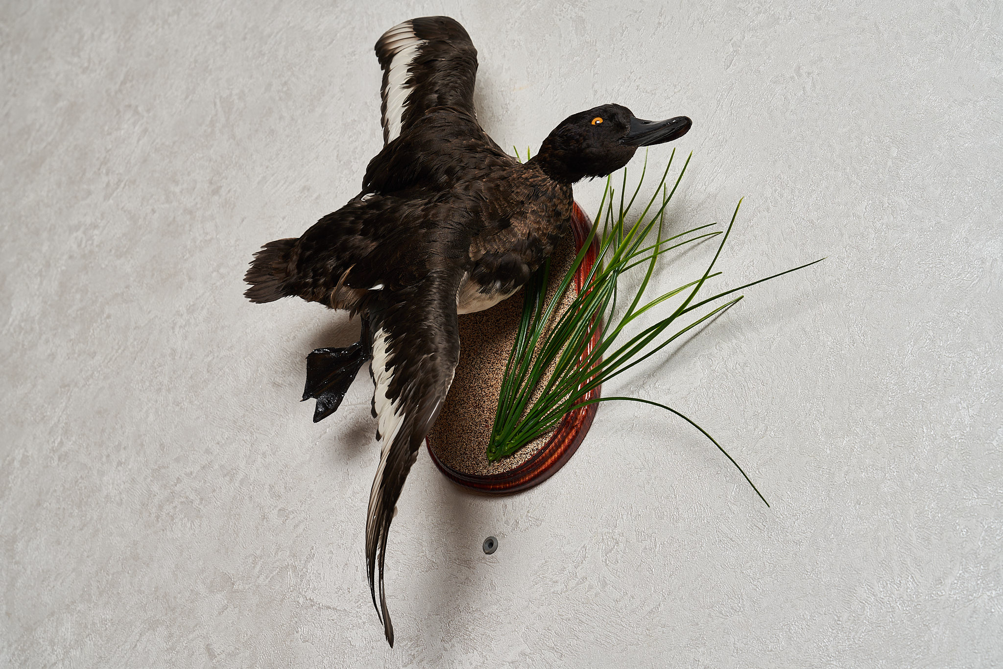 DUCK TAXIDERMY BIRD MOUNT - DUCK, WATERFOWL MOUNTED, STUFFED BIRDS FOR ...