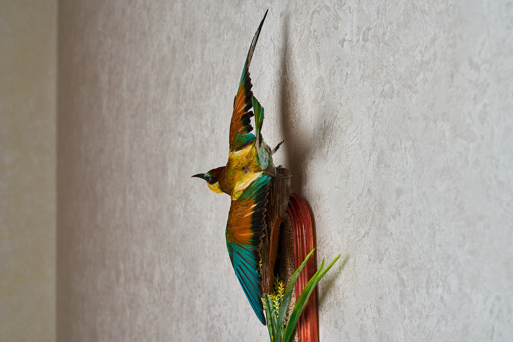 EUROPEAN BEE-EATER TAXIDERMY BIRD MOUNT - MOUNTED, STUFFED BIRDS FOR ...