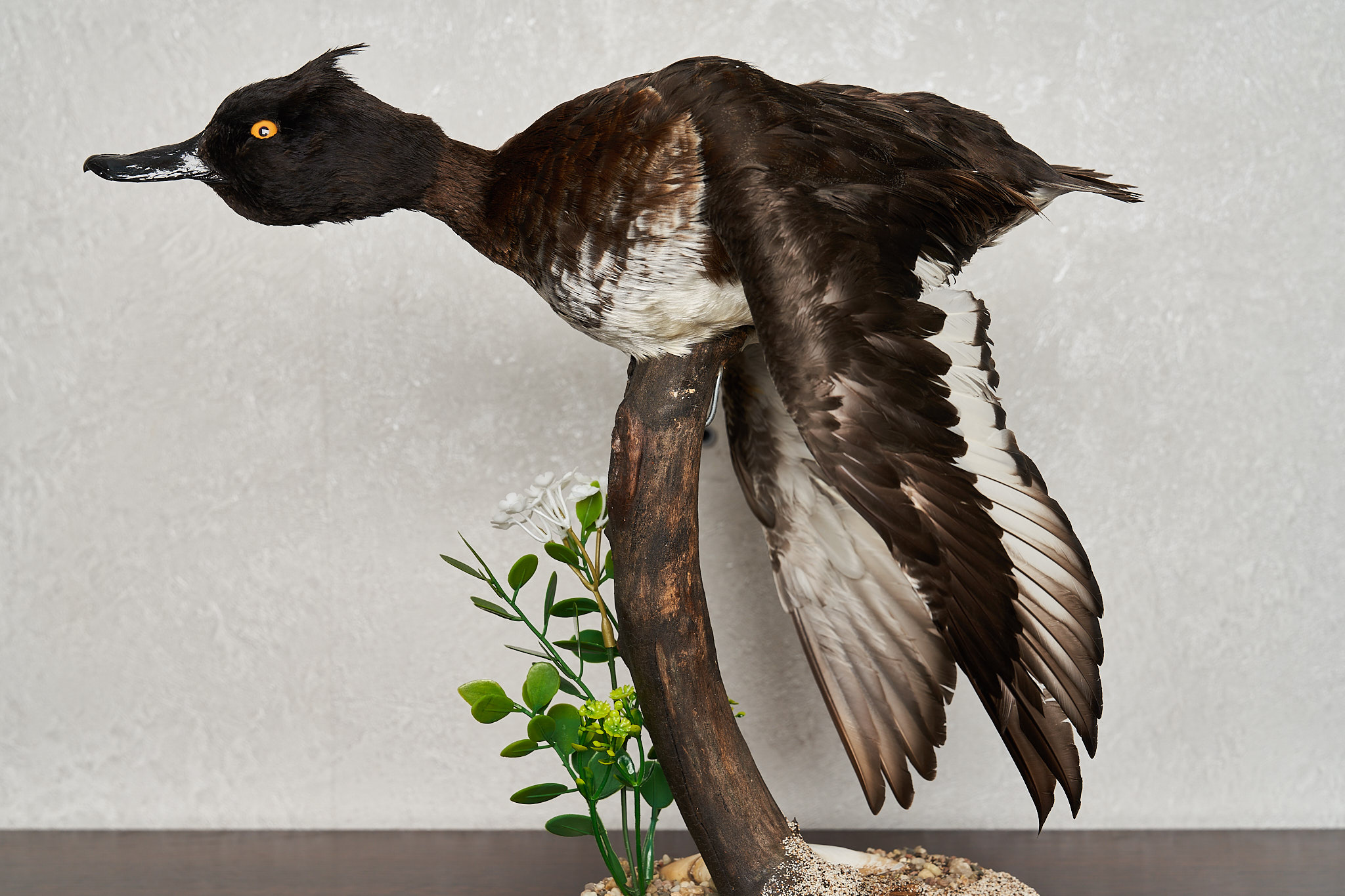 DUCK TAXIDERMY BIRD MOUNT - DUCK, WATERFOWL MOUNTED, STUFFED BIRDS FOR ...