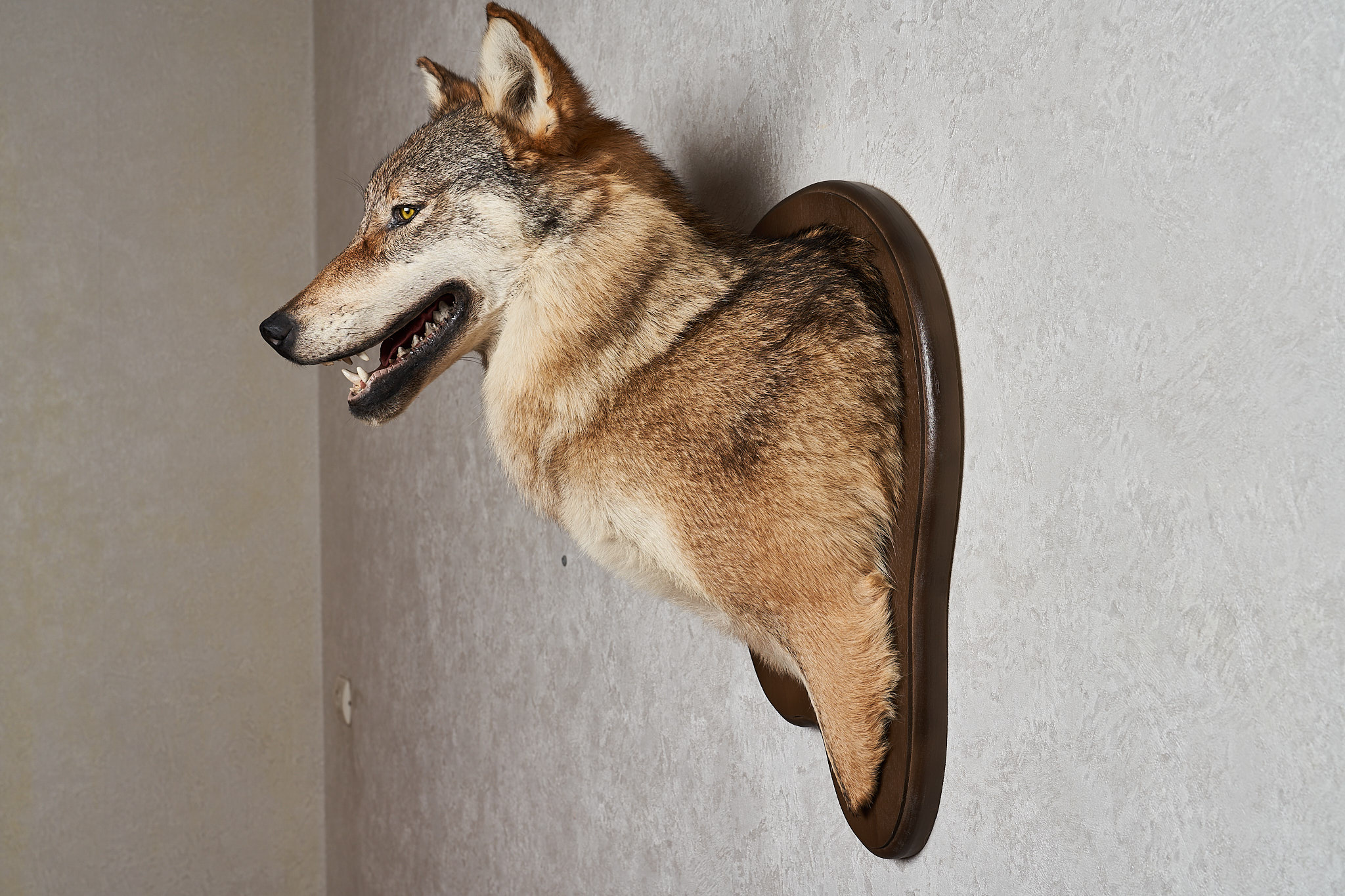 SIBERIAN GRAY WOLF TAXIDERMY HEAD SHOULDER MOUNT - GREY WOLF MOUNTED ...