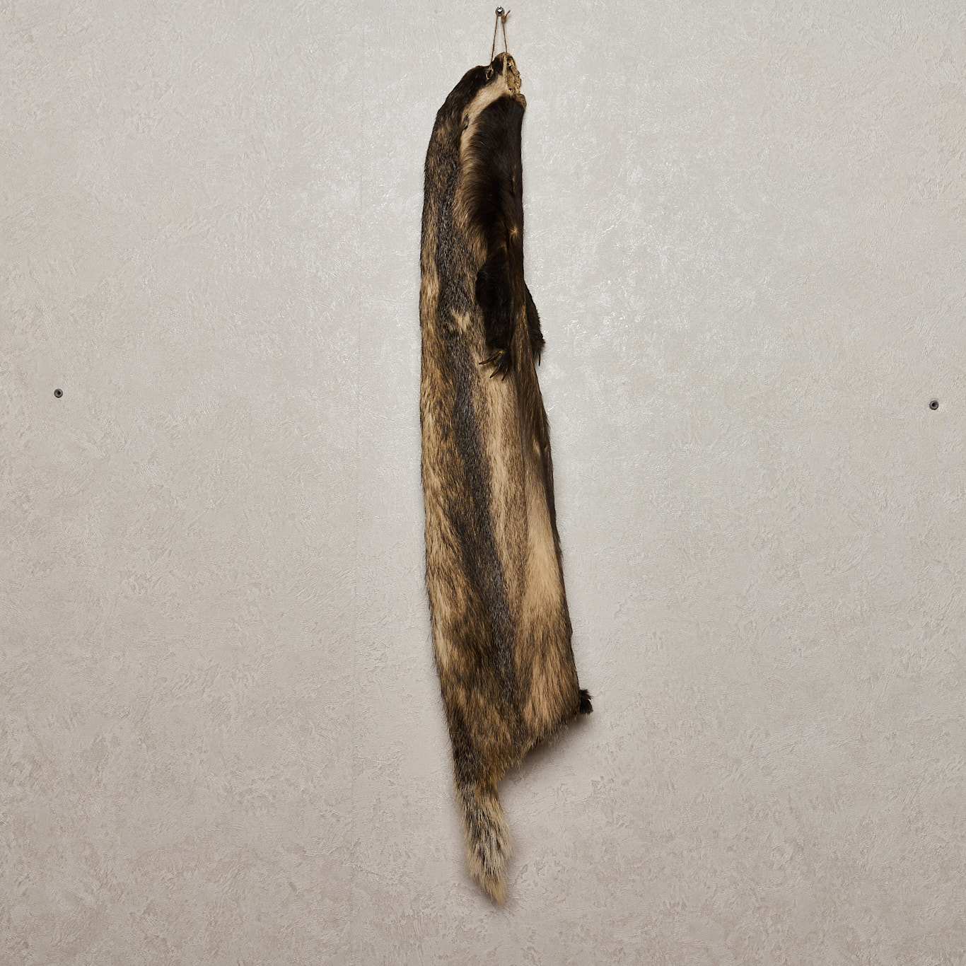 EURASIAN BADGER TAXIDERMY TANNED FUR PELT - SKIN, HIDE FOR SALE - REAL ...