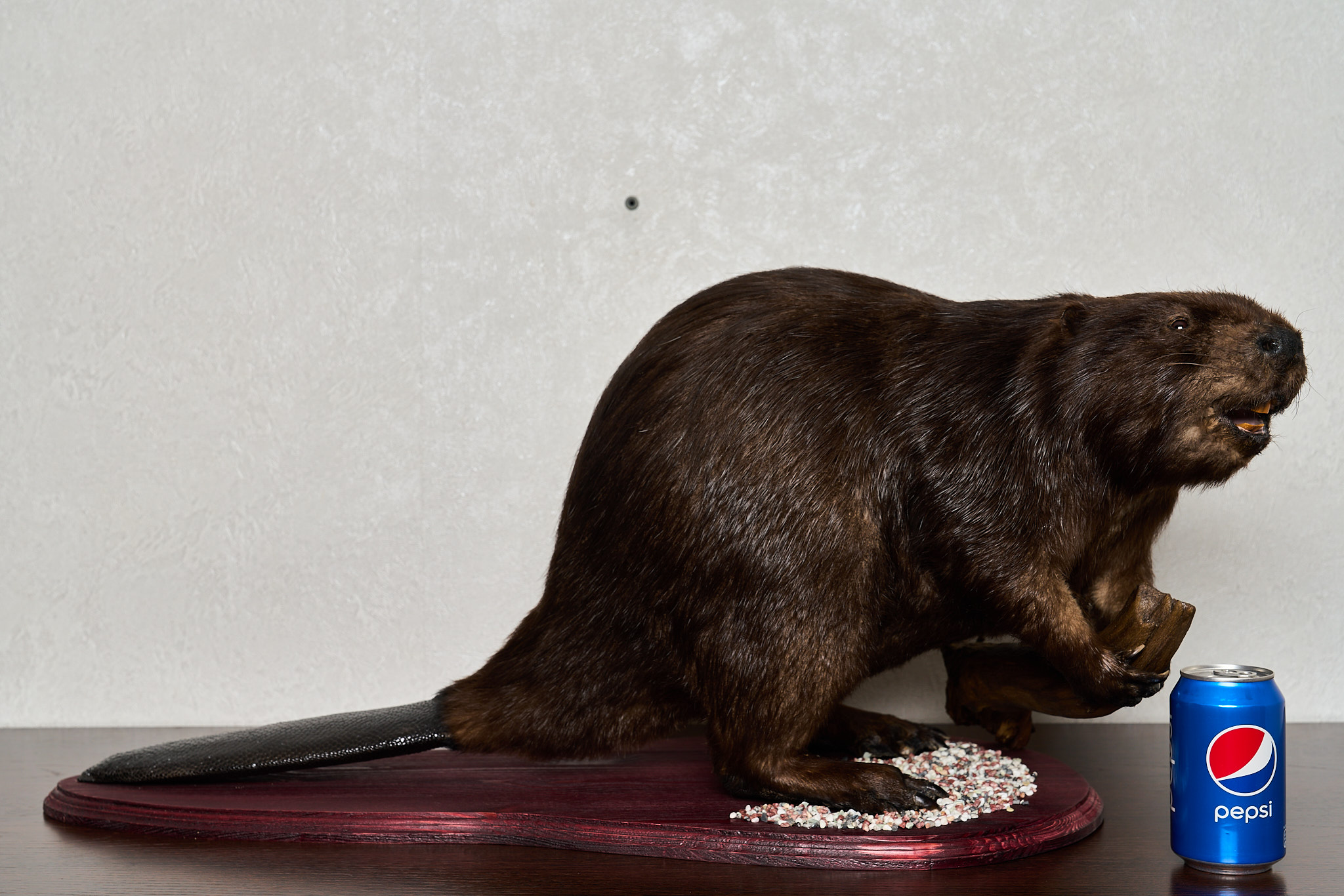 EURASIAN BEAVER TAXIDERMY MOUNT - MOUNTED, STUFFED ANIMALS FOR SALE ...