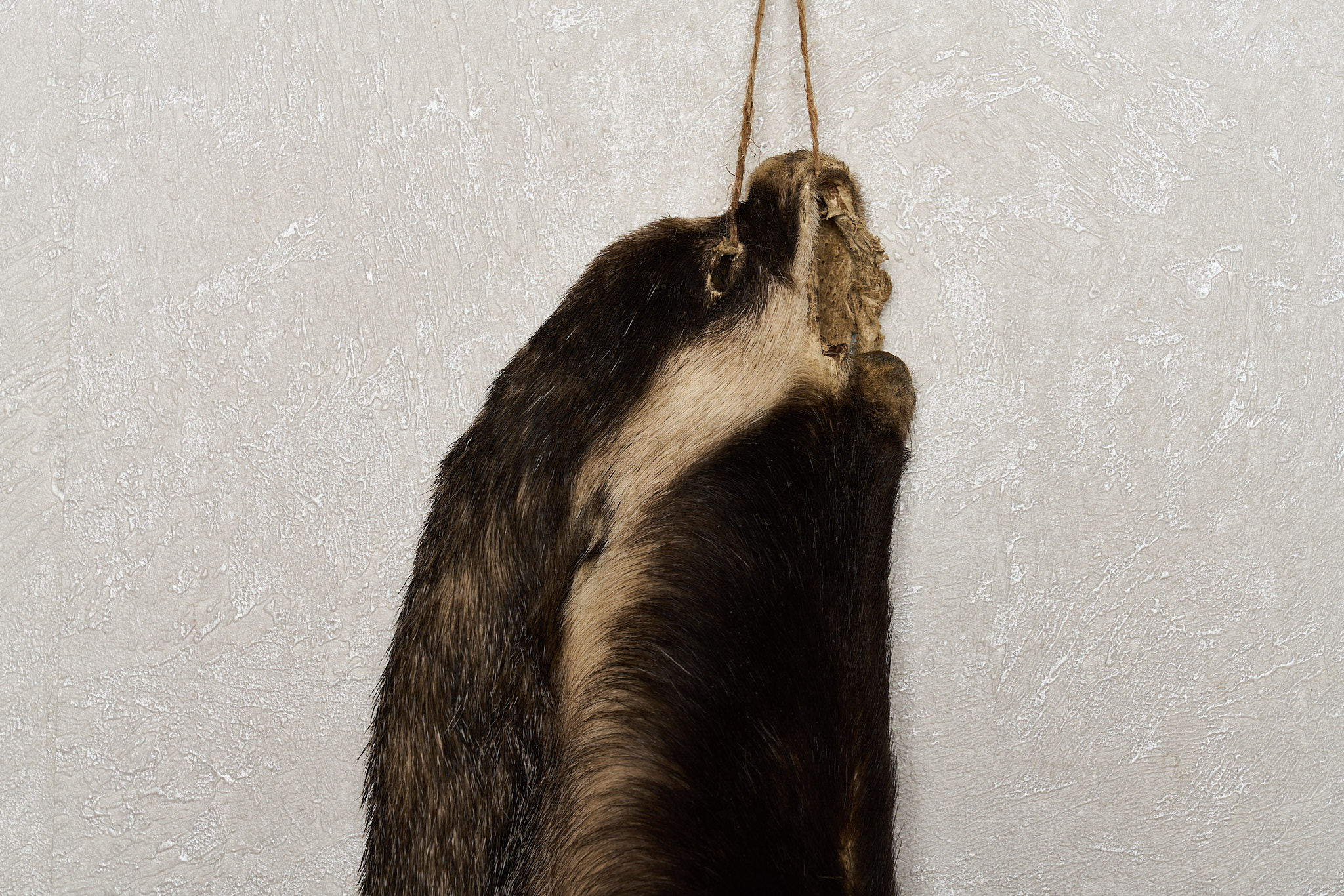 EURASIAN BADGER TAXIDERMY TANNED FUR PELT - SKIN, HIDE FOR SALE - REAL ...