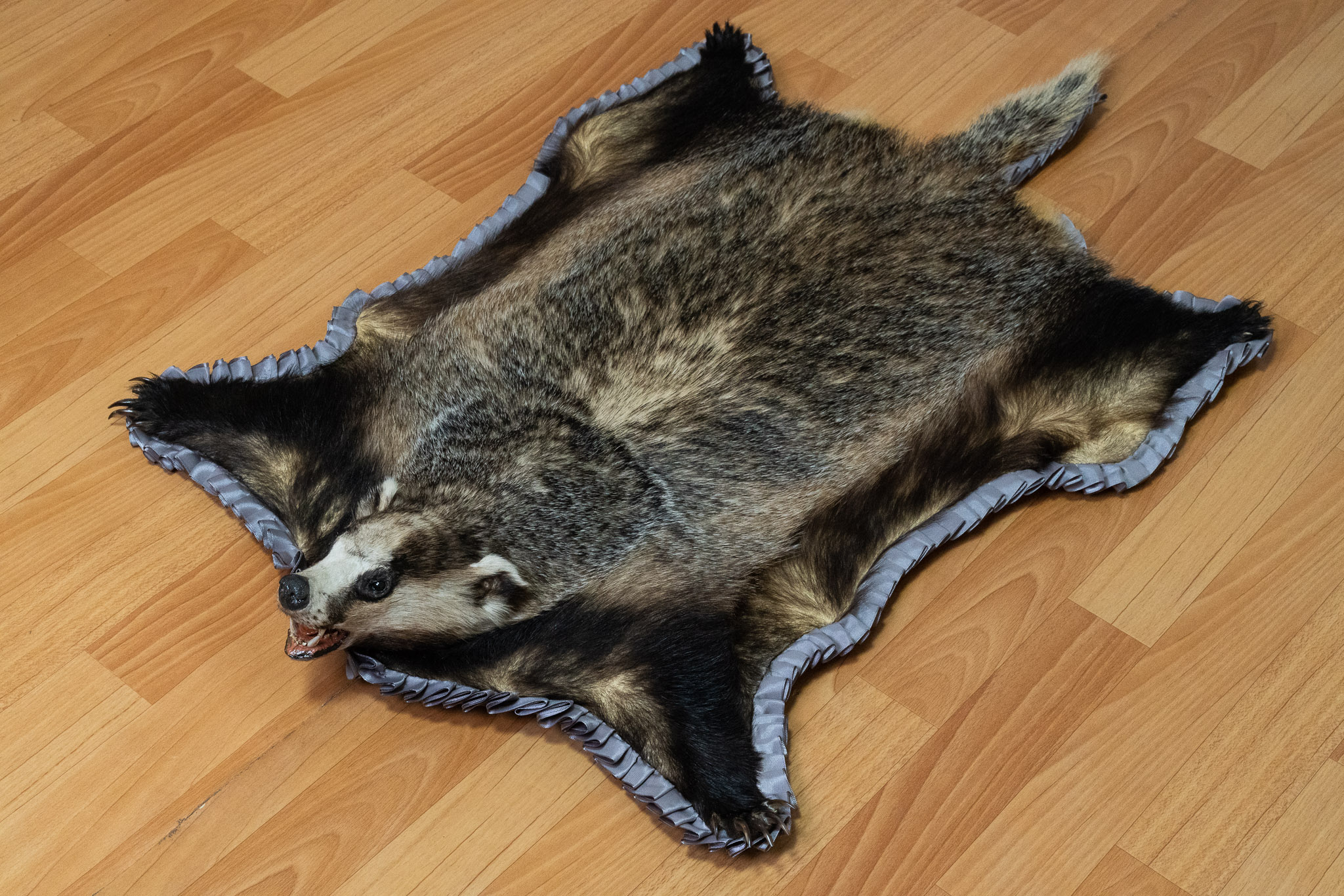EURASIAN BADGER TAXIDERMY RUG MOUNT WITH HEAD - MOUNTED PELT, FUR, SKIN ...