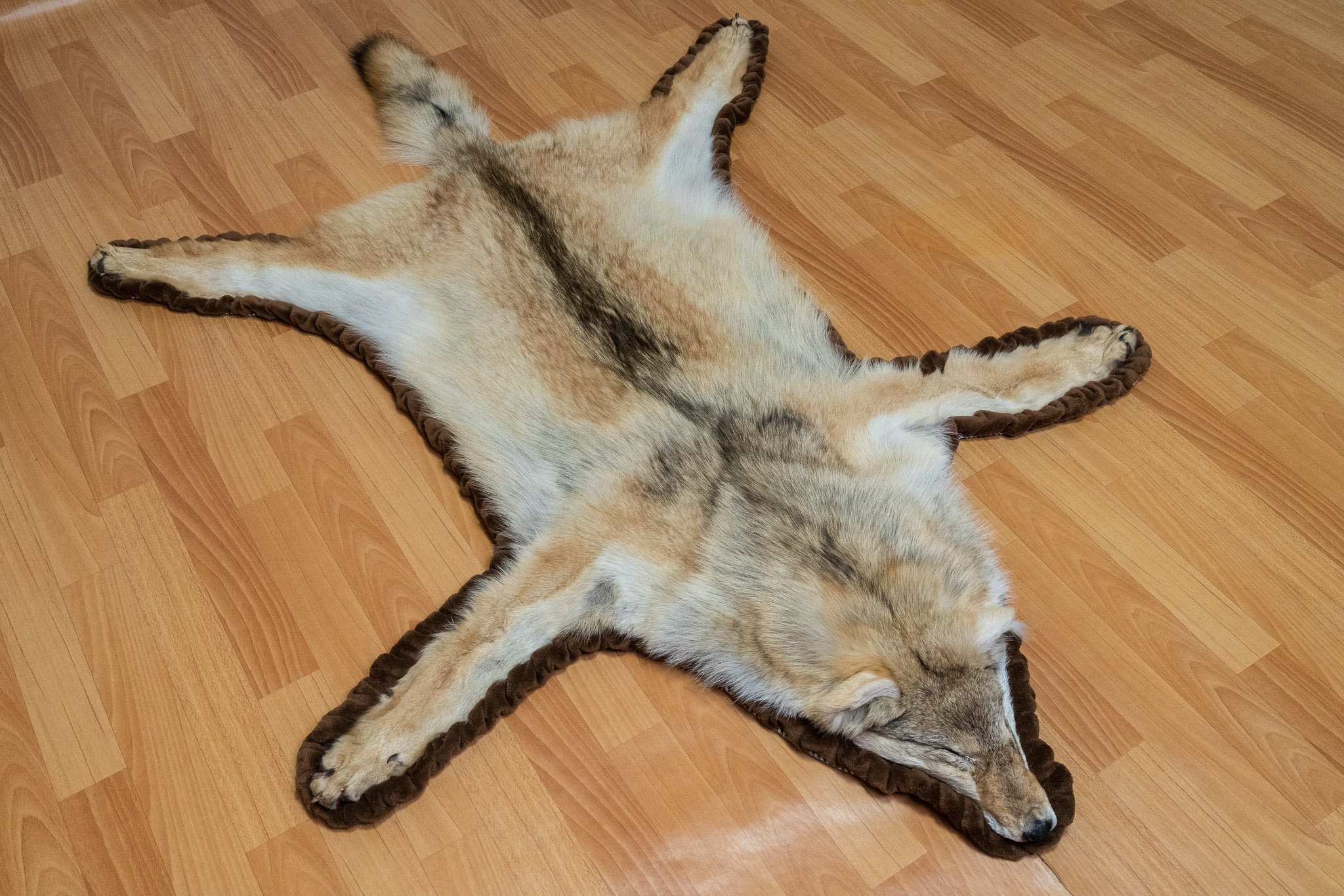 SIBERIAN GRAY WOLF TAXIDERMY RUG MOUNT - GREY WOLF PELT, FUR, SKIN ...