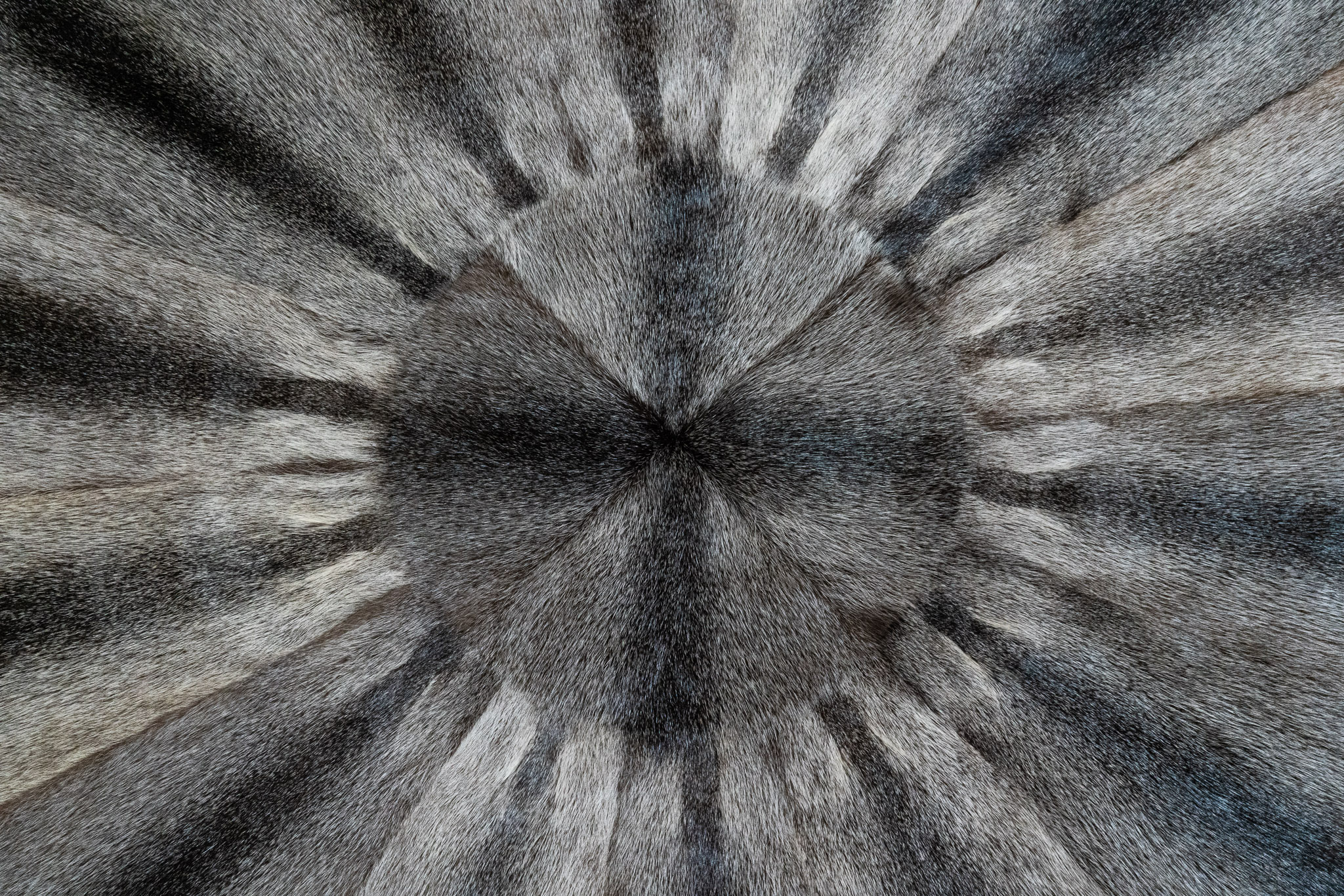 NUTRIA , COYPU REAL TAXIDERMY FUR RUG, CARPET, THROW - NATURAL FUR ...
