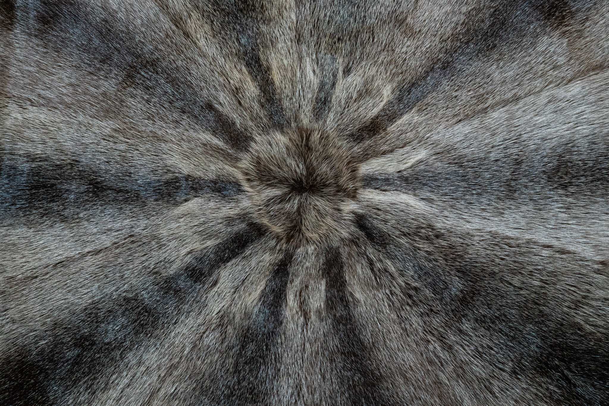 NUTRIA , COYPU REAL TAXIDERMY FUR RUG, CARPET, THROW - NATURAL FUR ...