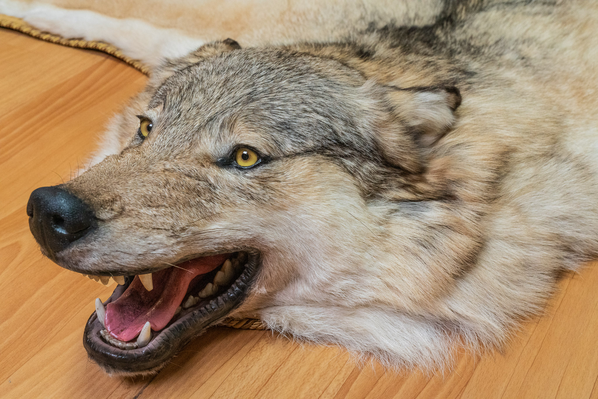 SIBERIAN GRAY WOLF TAXIDERMY RUG MOUNT WITH HEAD - GREY WOLF MOUNTED ...