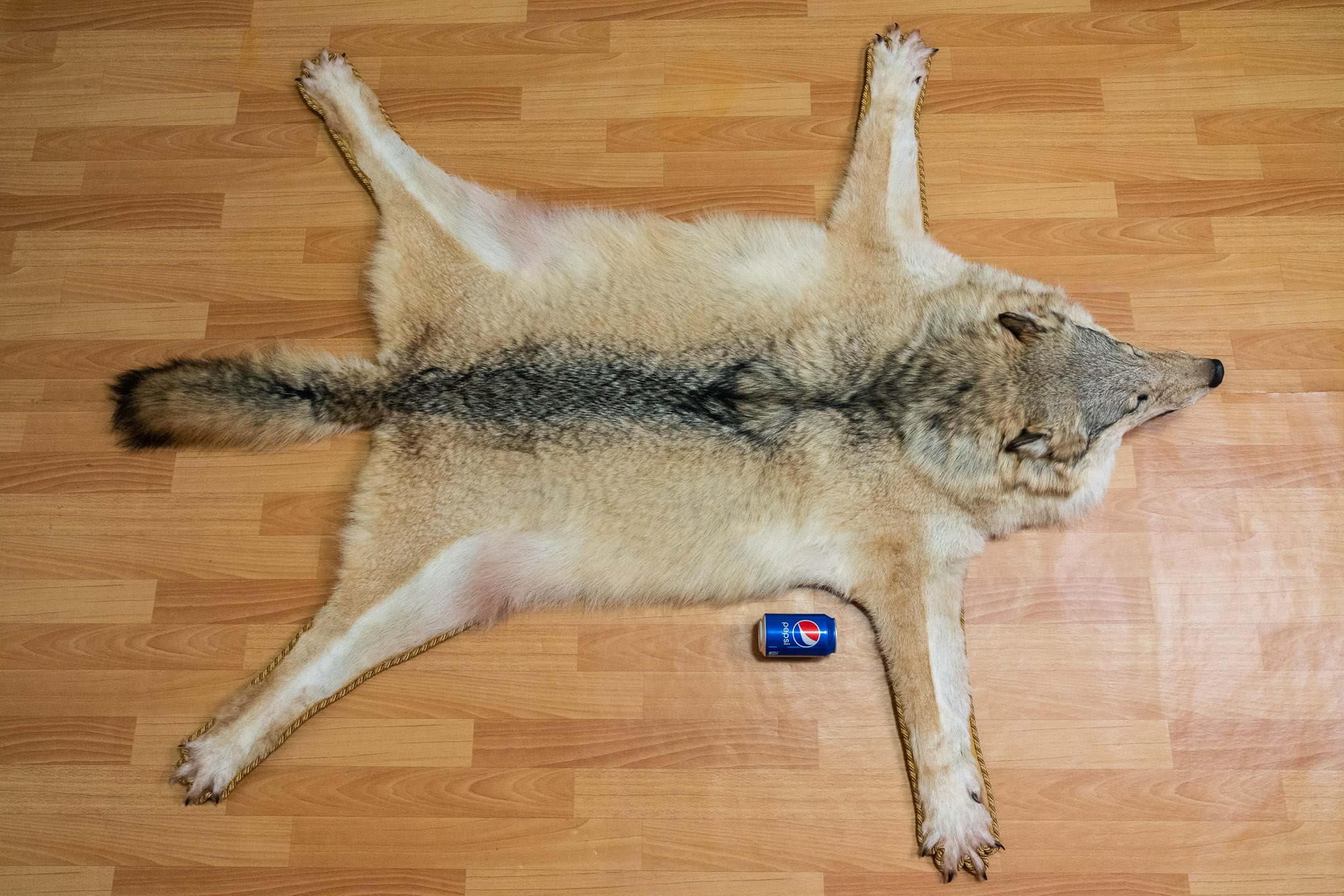 SIBERIAN GRAY WOLF TAXIDERMY RUG MOUNT WITH HEAD - GREY WOLF MOUNTED ...