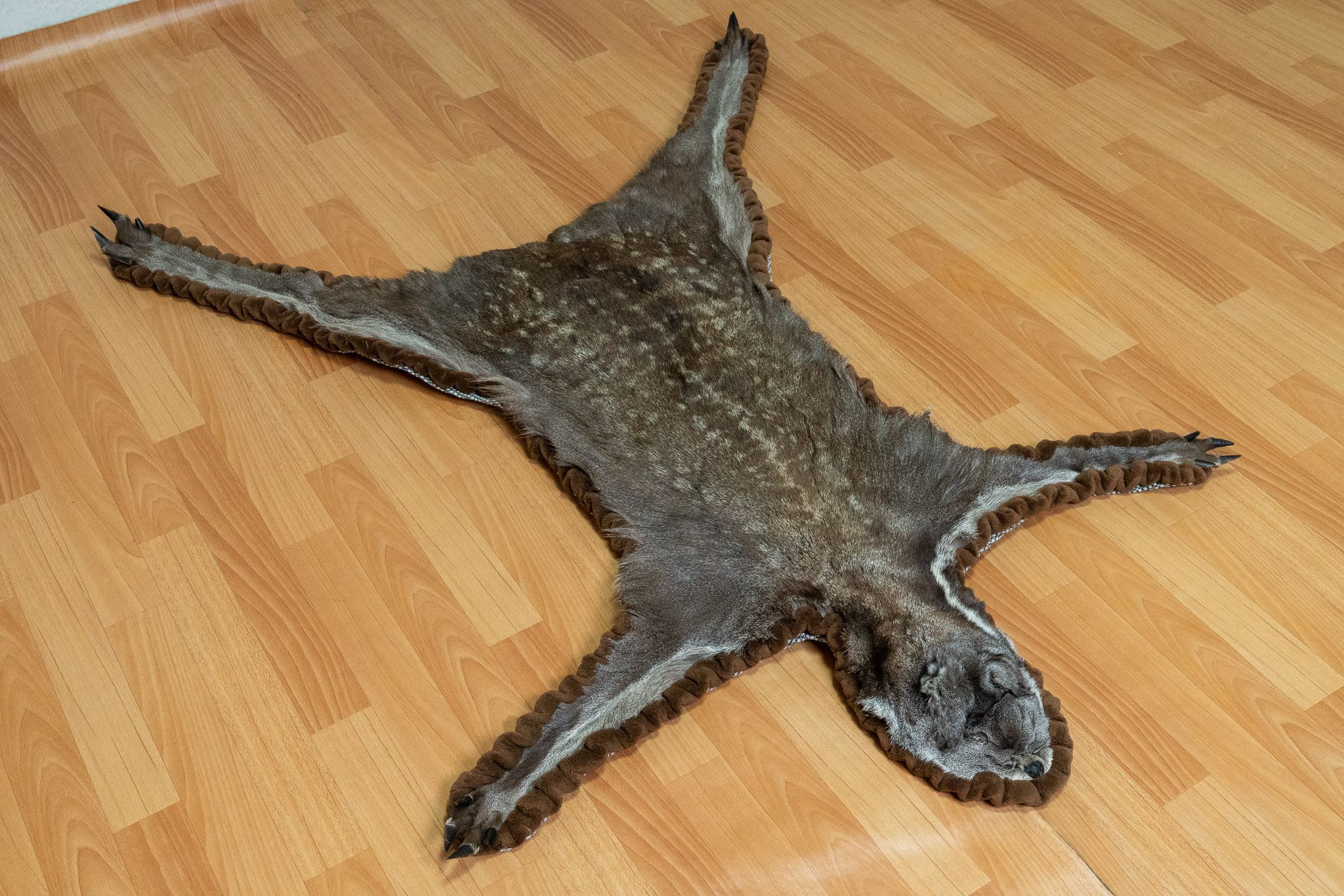 SIBERIAN MUSK DEER TAXIDERMY RUG MOUNT - MUSK-DEER PELT, FUR, SKIN ...