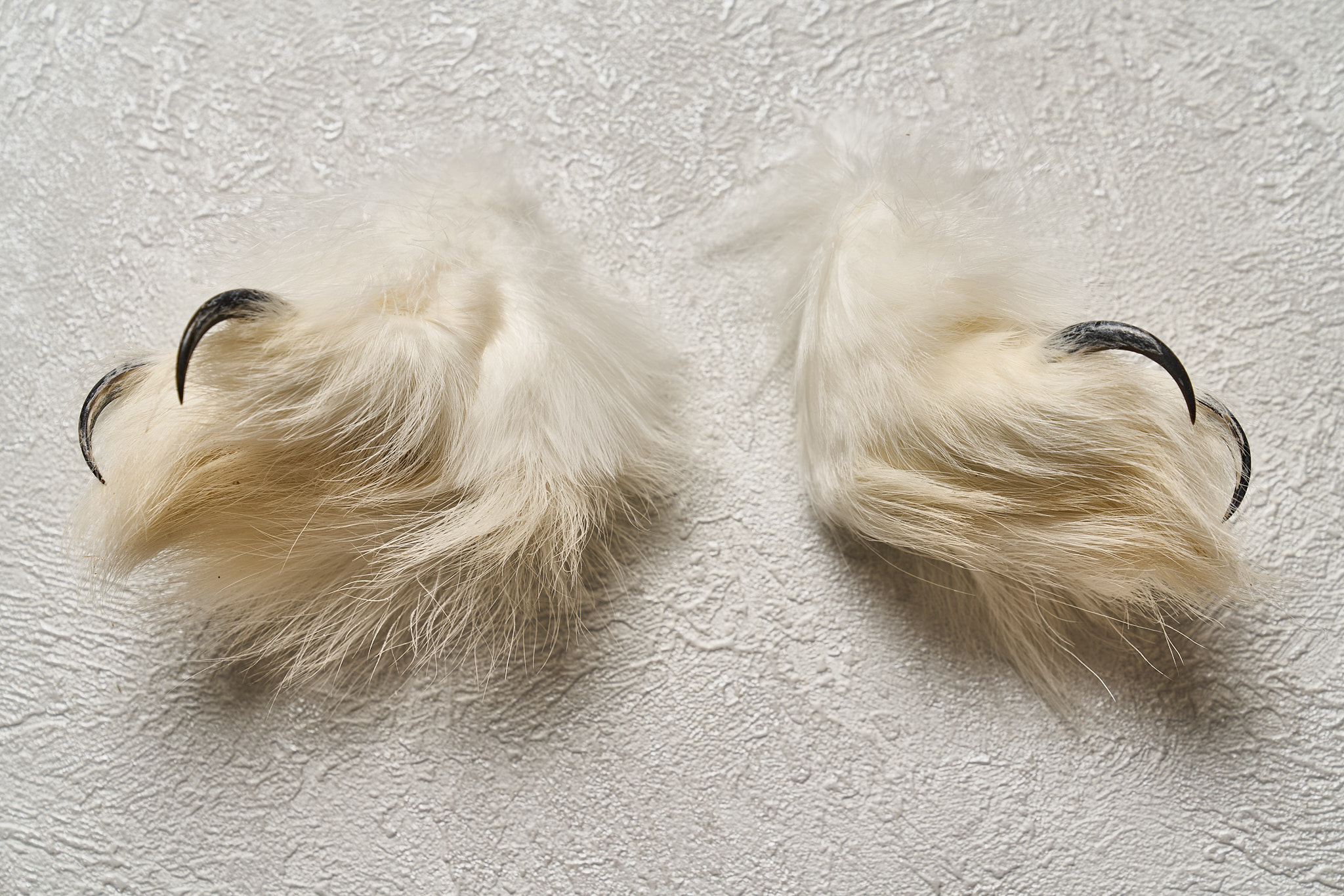 SNOWY OWL TAXIDERMY BIRD FEET PAIR - WHITE OWL TAXIDERMY BIRD LEGS ...