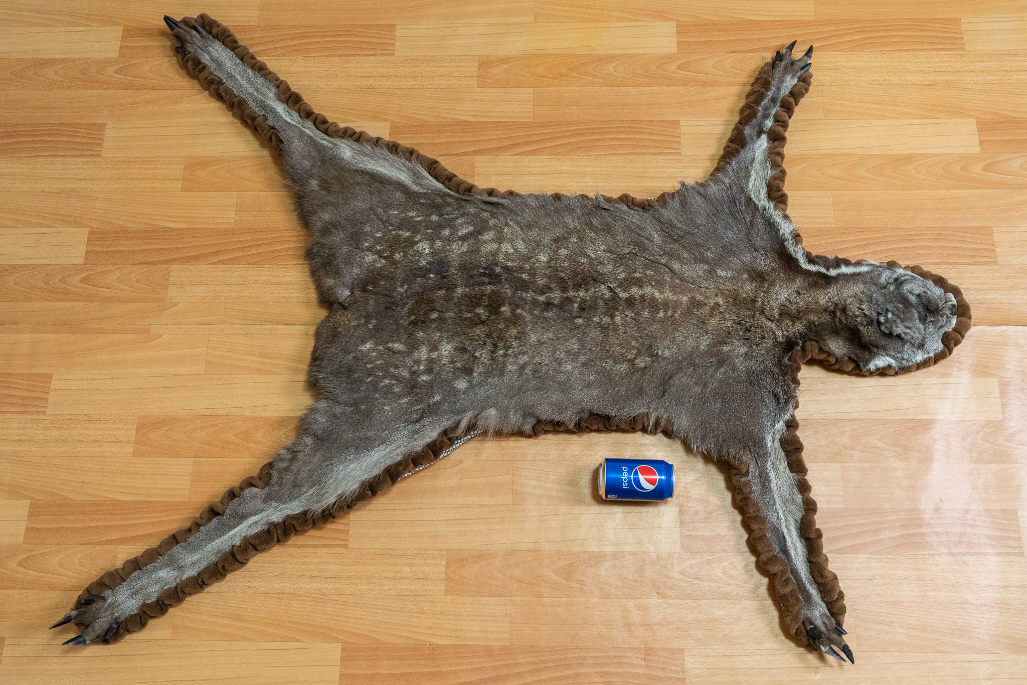 SIBERIAN MUSK DEER TAXIDERMY RUG MOUNT - MUSK-DEER PELT, FUR, SKIN ...