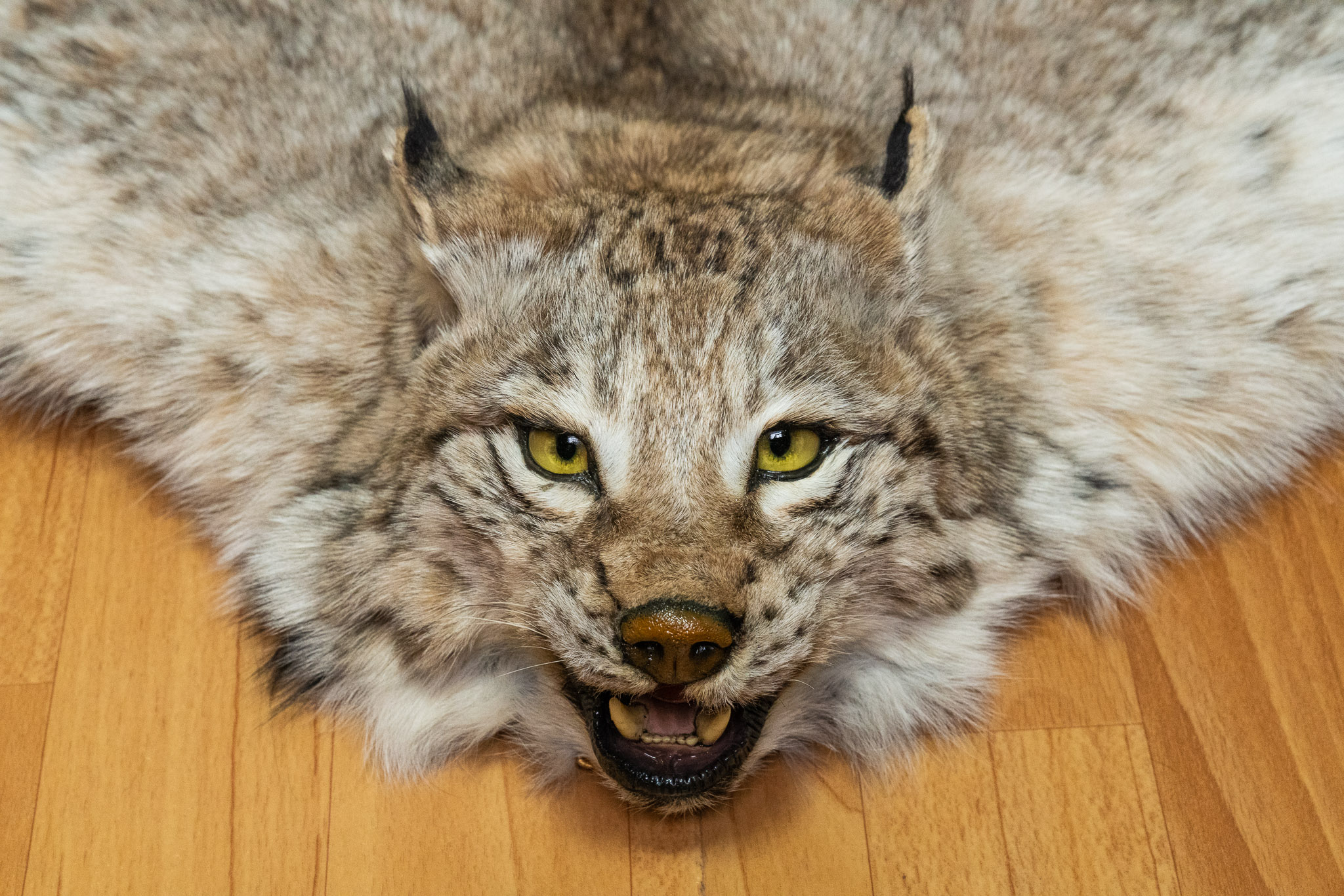 EURASIAN LYNX TAXIDERMY RUG MOUNT WITH HEAD - BIGGER THAN BOBCAT ...