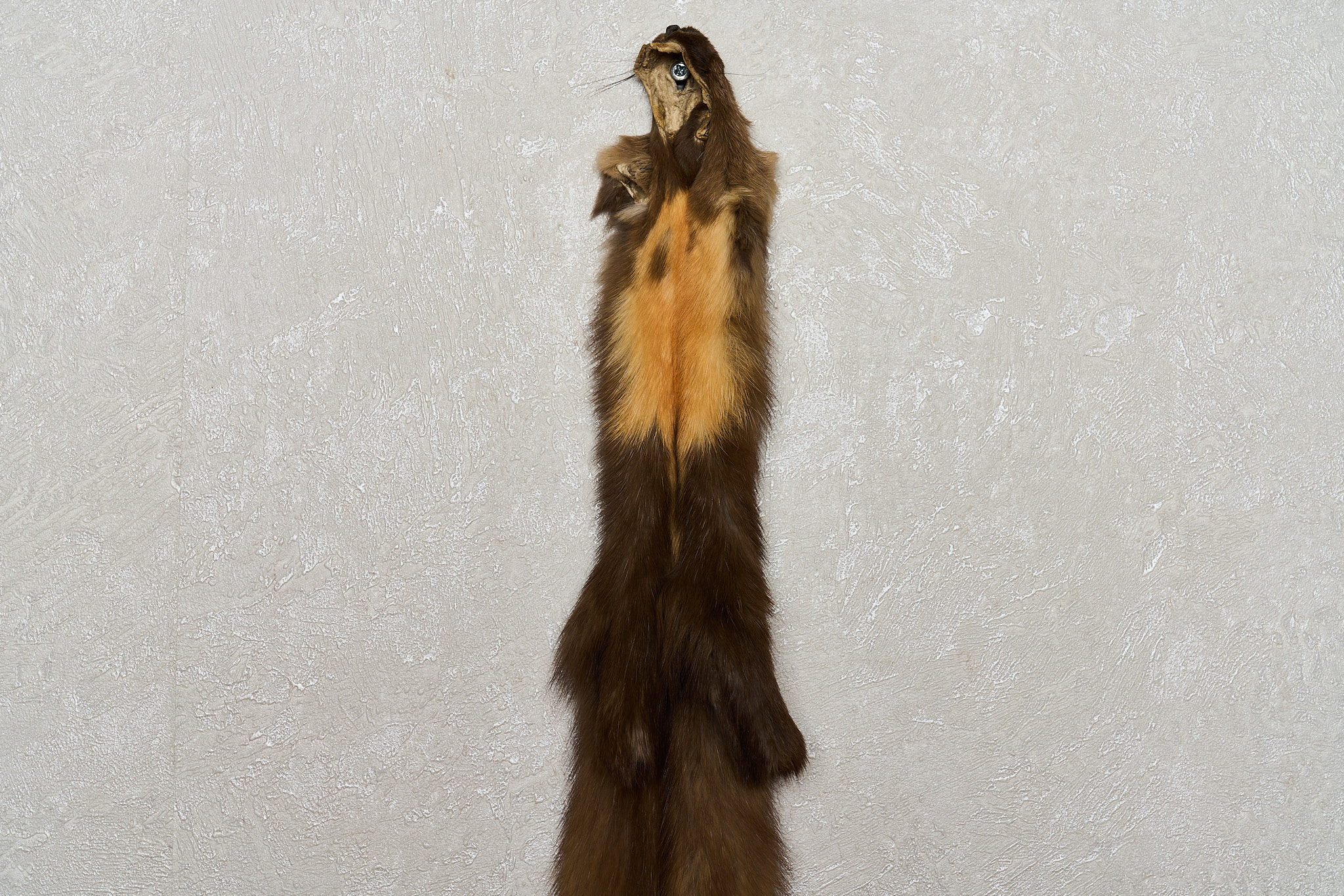PINE MARTEN TAXIDERMY TANNED FUR PELT - FISHER SKIN, HIDE FOR SALE ...
