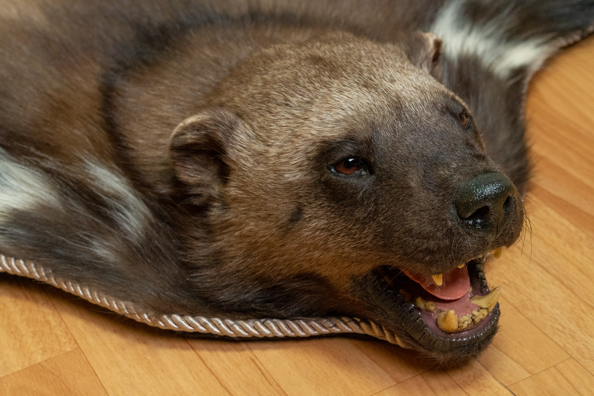 WOLVERINE TAXIDERMY RUG MOUNT WITH HEAD - MOUNTED PELT, FUR, SKIN, HIDE ...