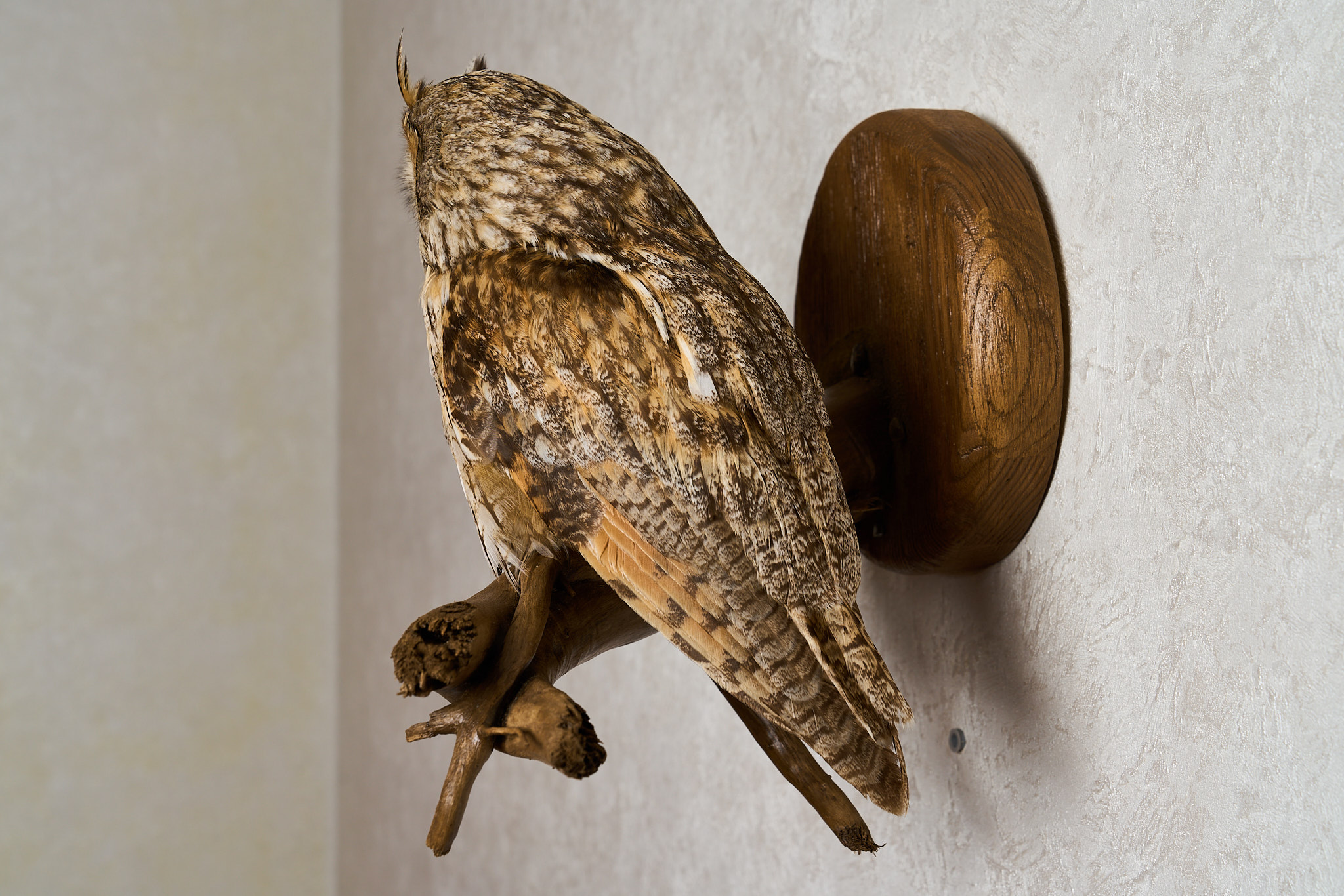 LONG-EARED OWL TAXIDERMY BIRD MOUNT - MOUNTED, STUFFED BIRDS FOR SALE ...
