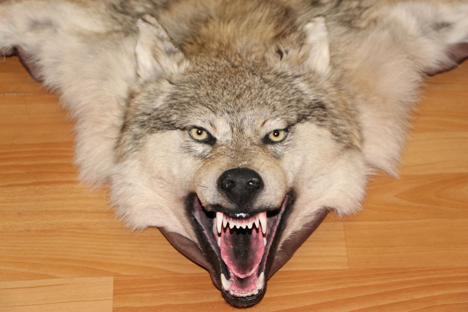 SIBERIAN GREY WOLF - TAXIDERMY RUG, CARPET FOR SALE - FUR, PELT, HIDE ...