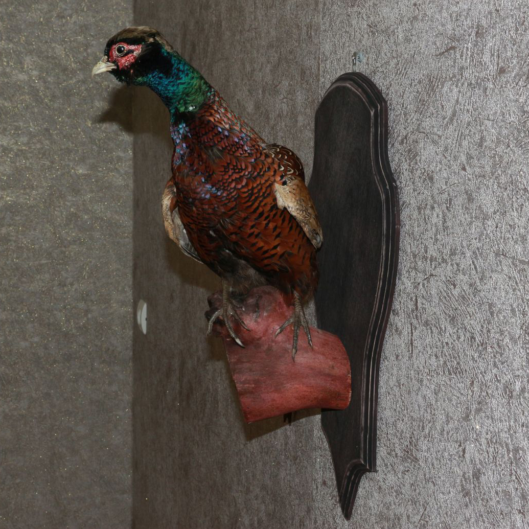 RINGNECK PHEASANT - TAXIDERMY BIRD MOUNT, STUFFED BIRD FOR SALE - ST3788