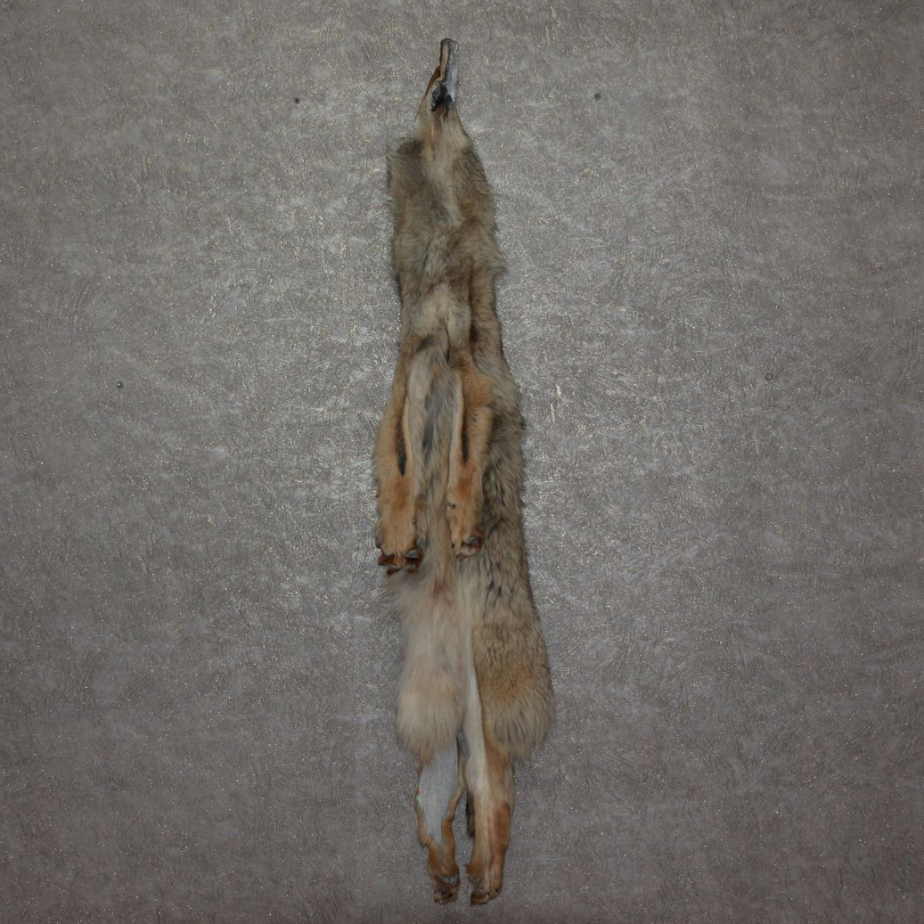 SIBERIAN GREY WOLF - TAXIDERMY TANNED FUR PELT FOR SALE - HIDE, SKIN ...