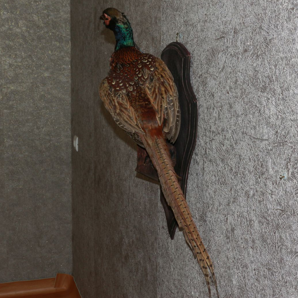 RINGNECK PHEASANT - TAXIDERMY BIRD MOUNT, STUFFED BIRD FOR SALE - ST3787