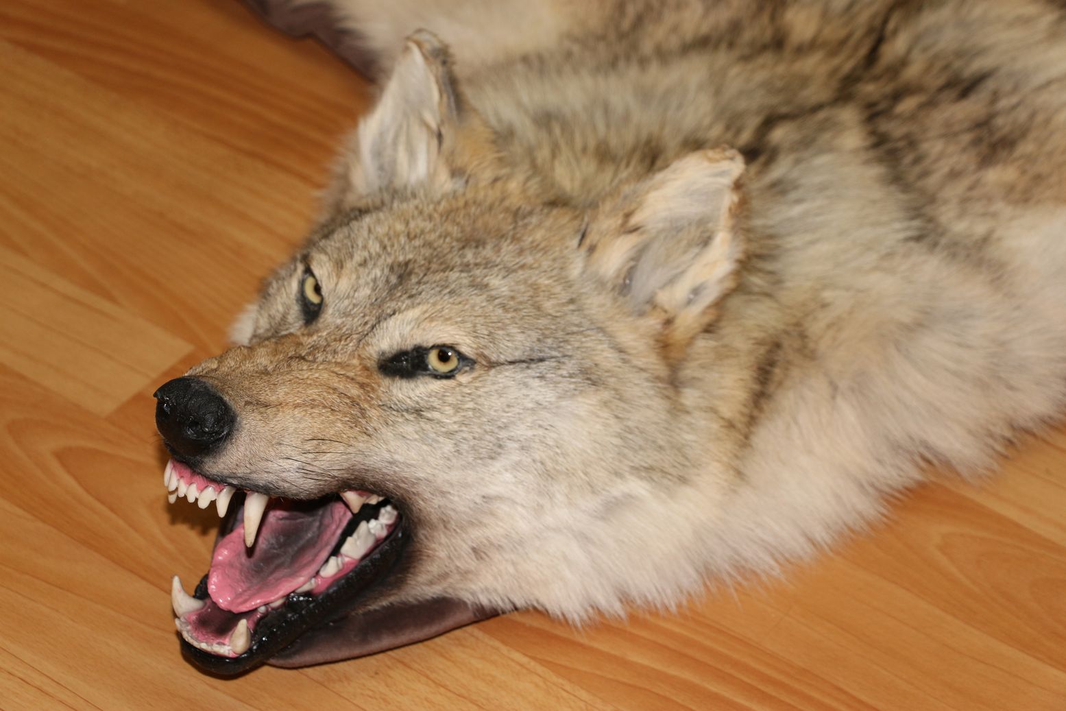 SIBERIAN GREY WOLF - TAXIDERMY RUG, CARPET FOR SALE - FUR, PELT, HIDE ...