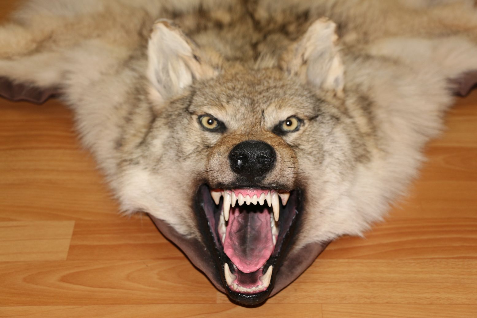 SIBERIAN GREY WOLF - TAXIDERMY RUG, CARPET FOR SALE - FUR, PELT, HIDE ...