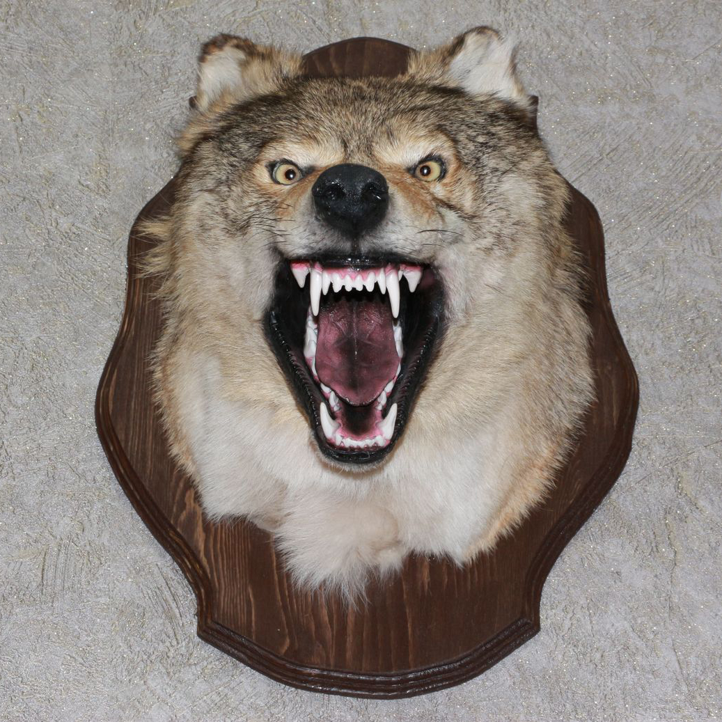 SIBERIAN GREY WOLF - TAXIDERMY HEAD SHOULDER MOUNT, STUFFED ANIMAL FOR ...