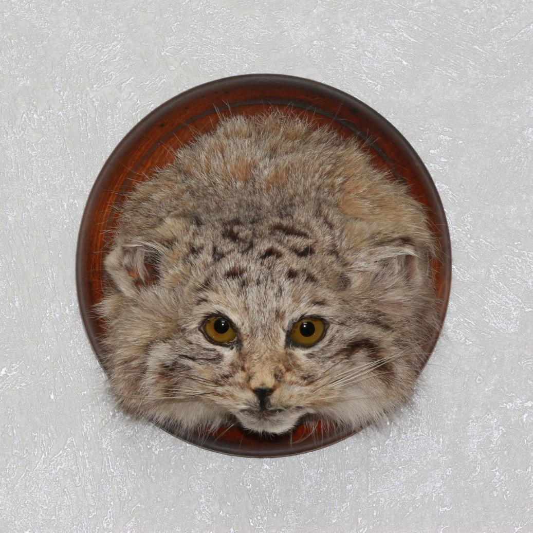 MANUL - TAXIDERMY HEAD SHOULDER MOUNT, STUFFED ANIMAL FOR SALE - ST3428