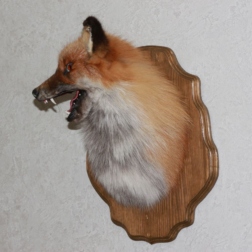 SIBERIAN RED FOX - TAXIDERMY HEAD SHOULDER MOUNT, STUFFED ANIMAL FOR ...