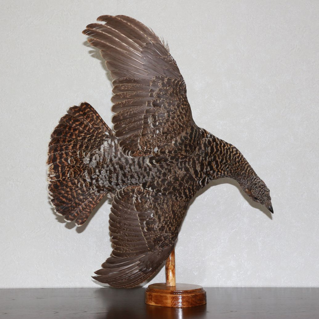 WESTERN CAPERCAILLIE FEMALE - TAXIDERMY BIRD MOUNT, STUFFED BIRD FOR ...