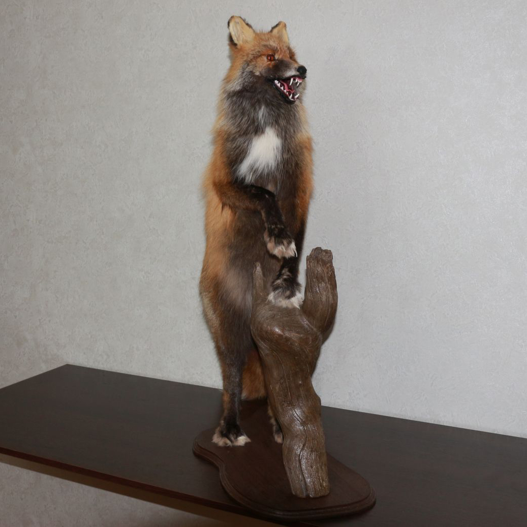 SIBERIAN CROSS FOX - TAXIDERMY MOUNT, STUFFED ANIMAL FOR SALE - ST4152