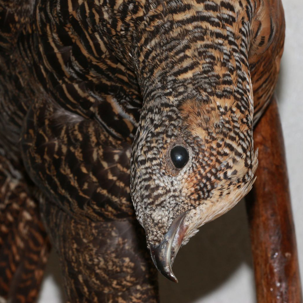 WESTERN CAPERCAILLIE FEMALE - TAXIDERMY BIRD MOUNT, STUFFED BIRD FOR ...