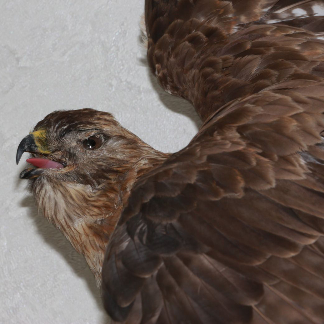 EURASIAN BUZZARD - TAXIDERMY BIRD MOUNT, STUFFED BIRD FOR SALE - HAWK ...