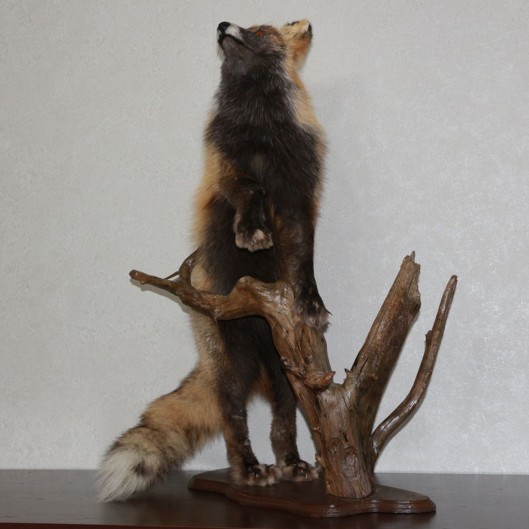 SIBERIAN CROSS FOX - TAXIDERMY MOUNT, STUFFED ANIMAL FOR SALE - ST4150