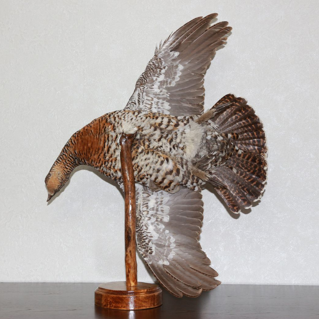 WESTERN CAPERCAILLIE FEMALE - TAXIDERMY BIRD MOUNT, STUFFED BIRD FOR ...